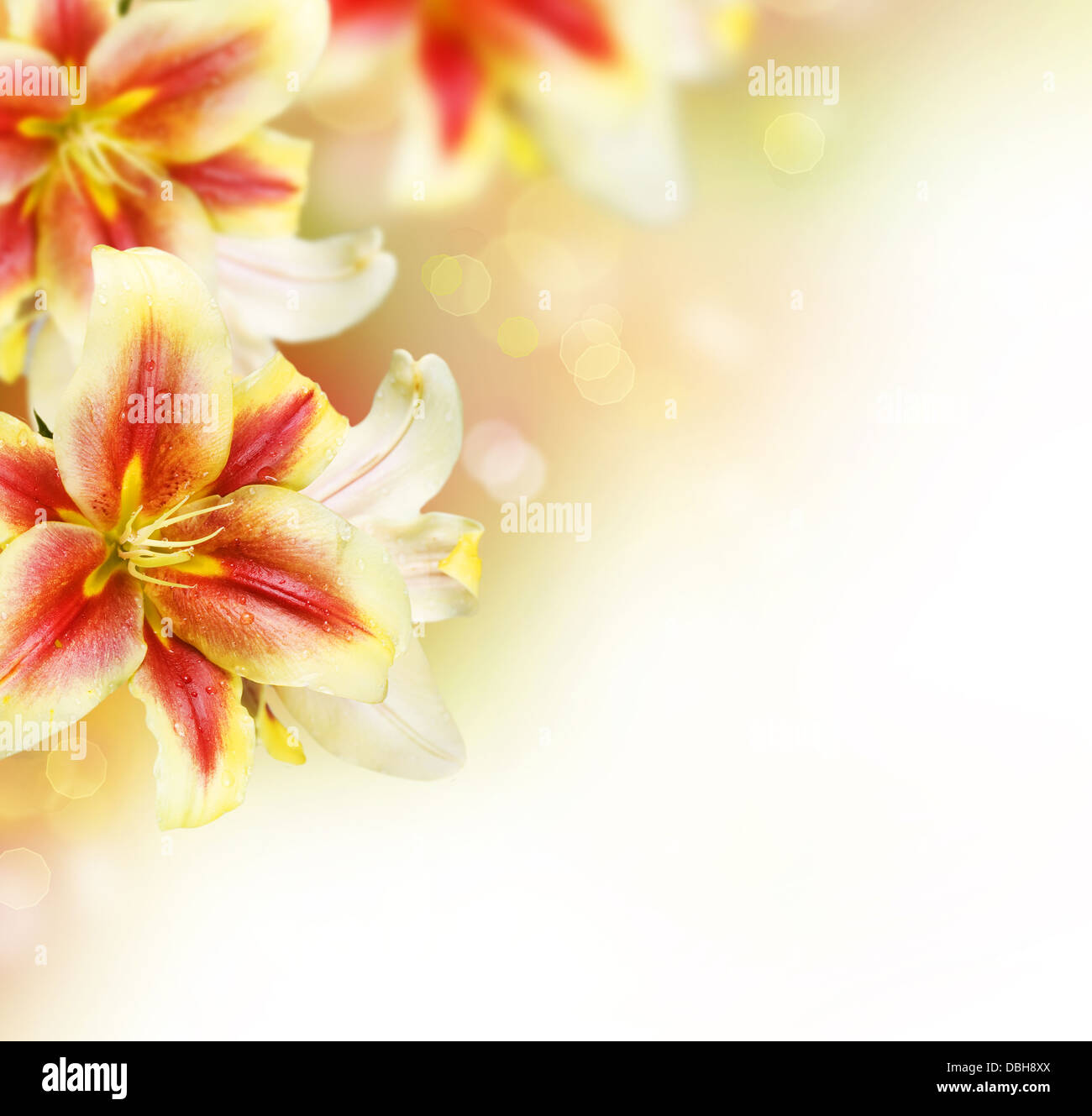 Lily Flowers border design.Summer Flowers Stock Photo - Alamy