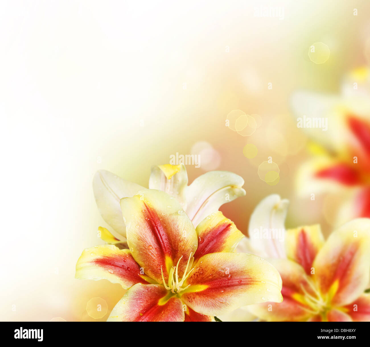 Lily Flowers border design.Summer Flowers Stock Photo - Alamy
