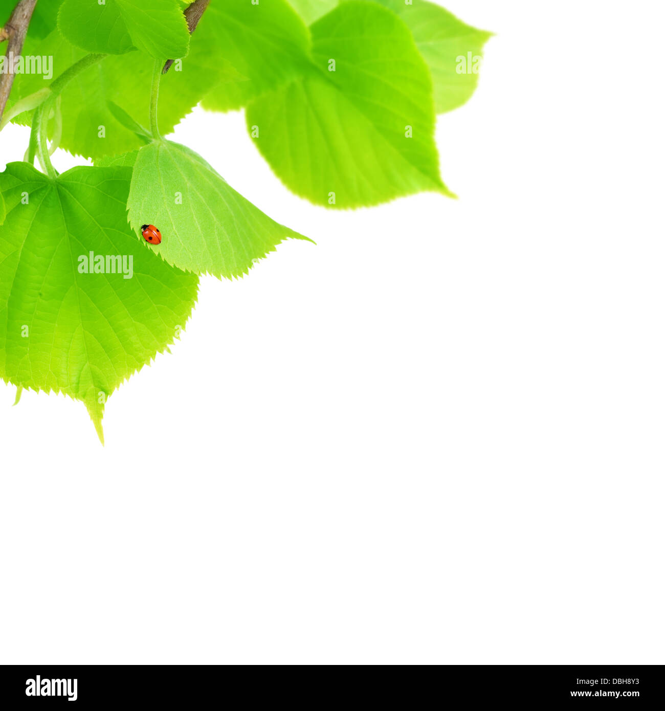 Little Ladybird On Fresh Leaves Stock Photo - Alamy