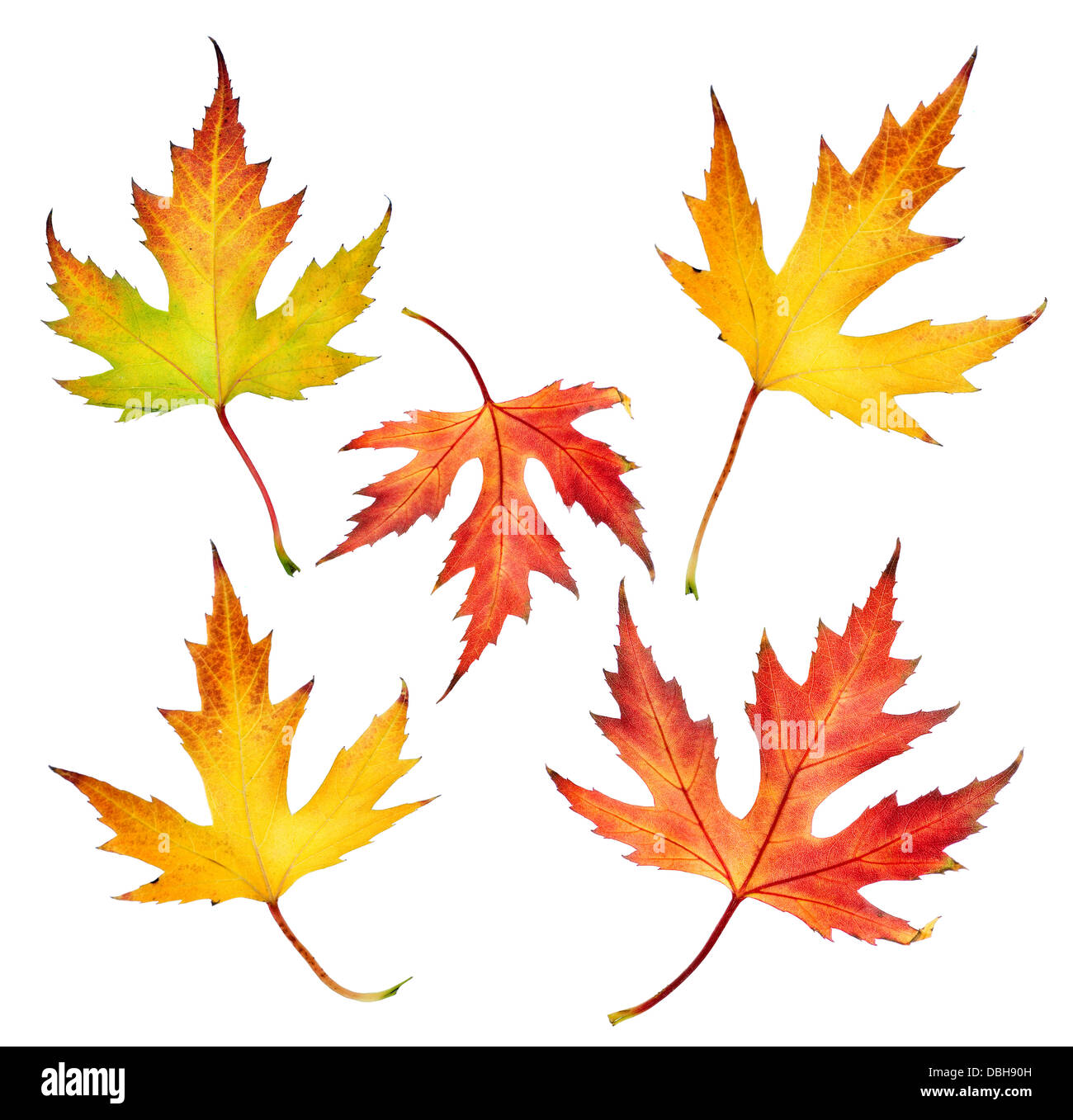 Autumn Leaves Set Stock Photo - Alamy