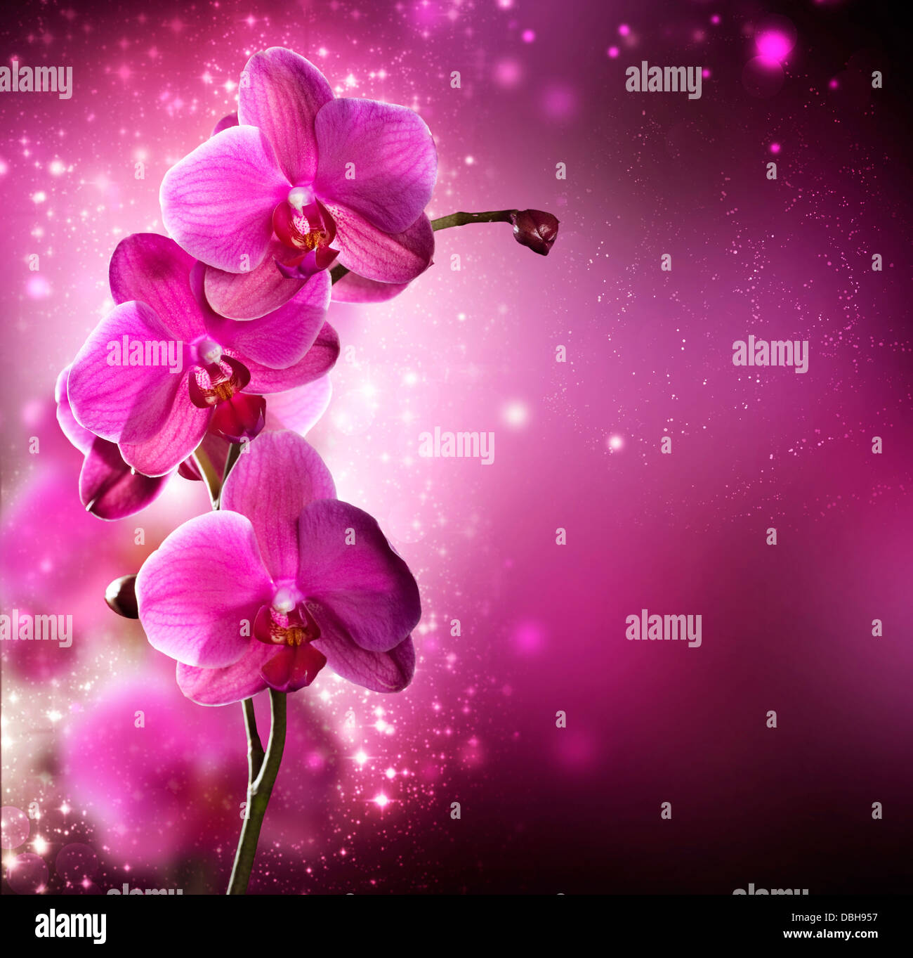 Orchid Flower border design Stock Photo - Alamy