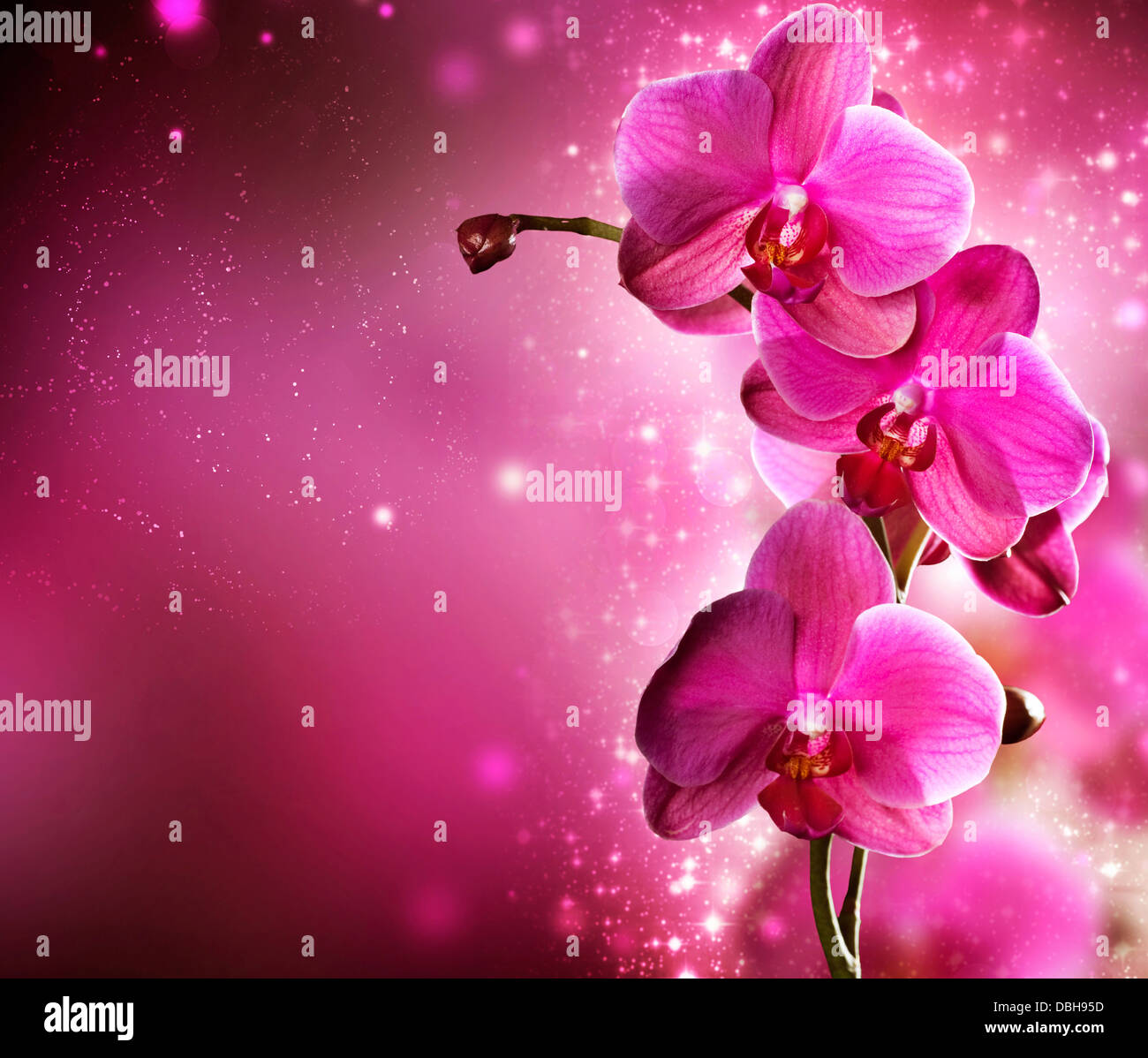 Orchid Flower border design Stock Photo - Alamy