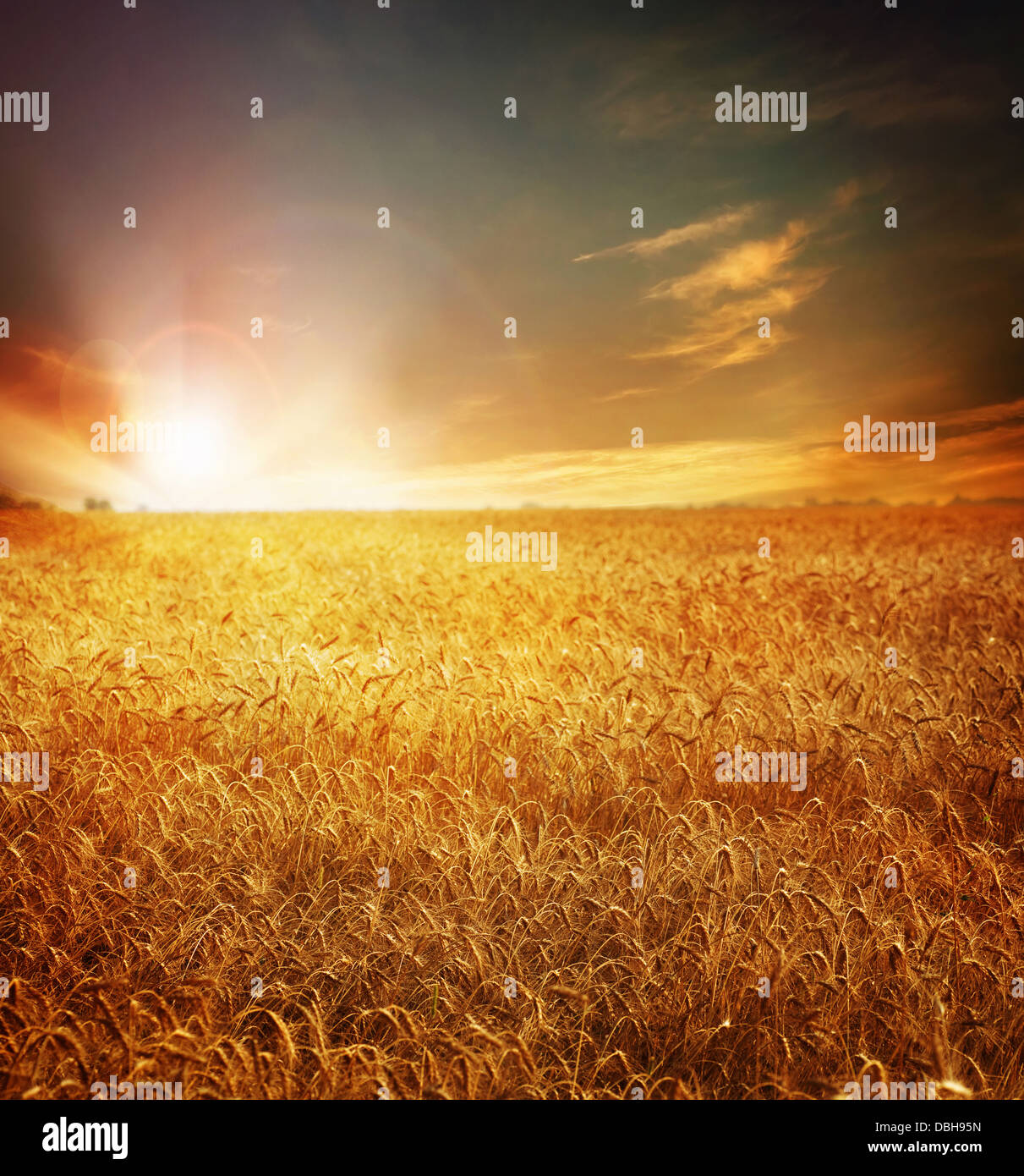 Golden Wheat Field And Sunset Stock Photo - Alamy