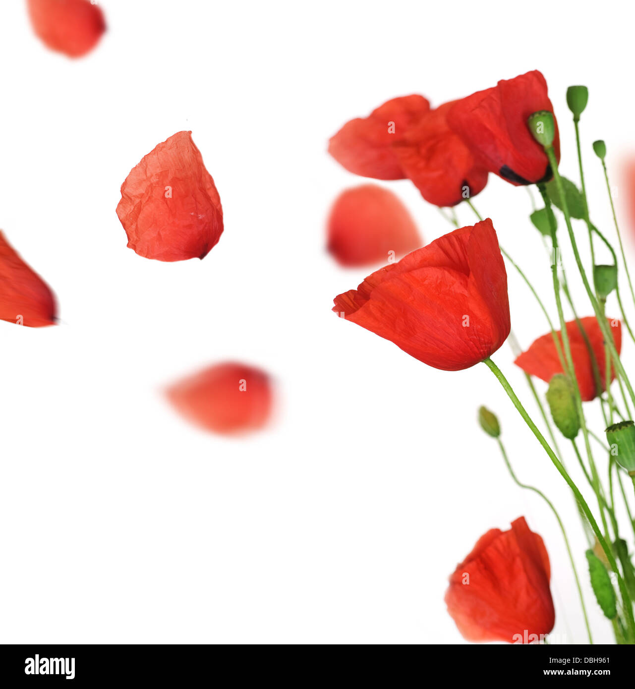 Poppy With Flying Petals Over White Stock Photo - Alamy