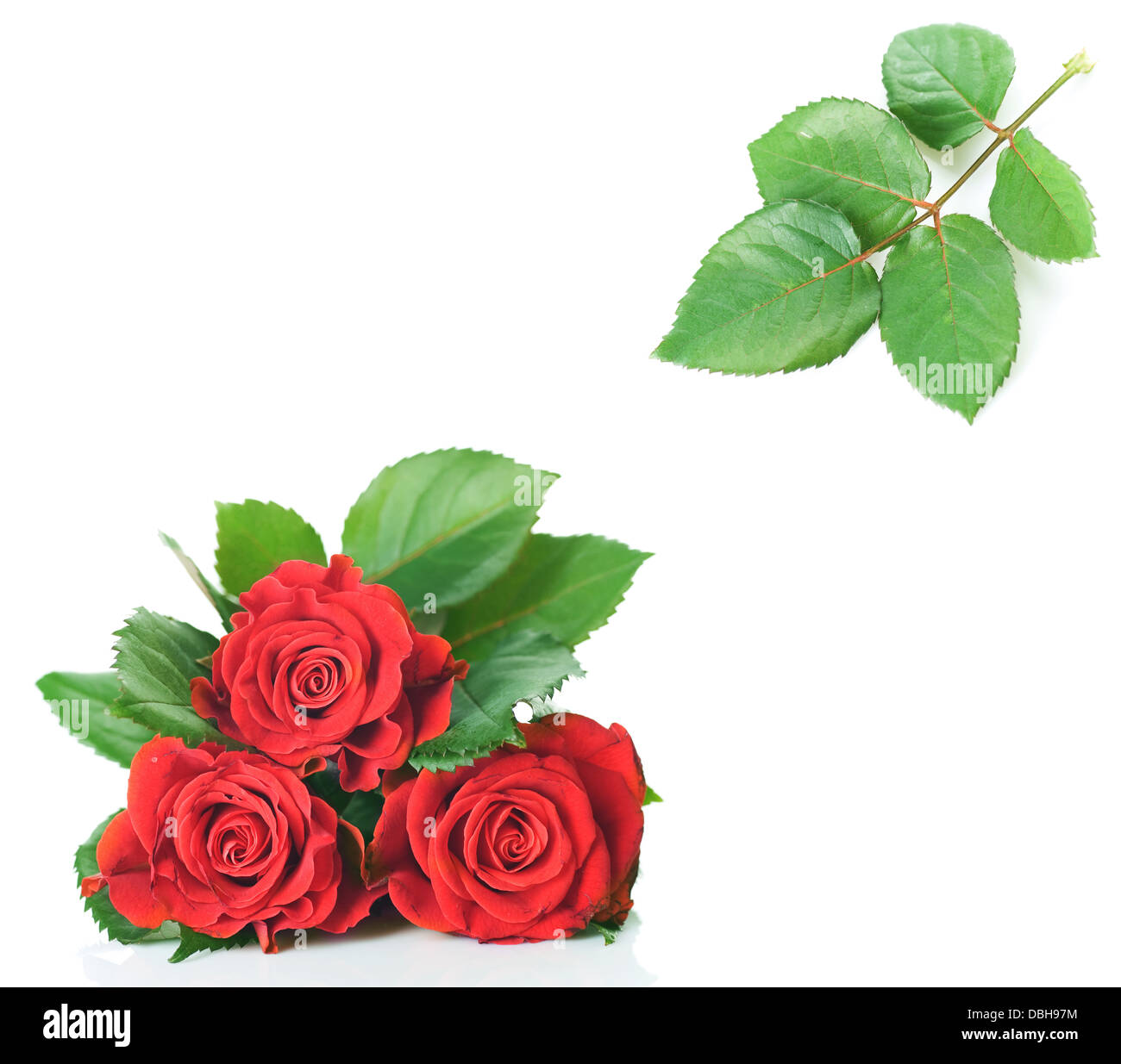 Beautiful Rose Flowers And Leaves Stock Photo - Alamy