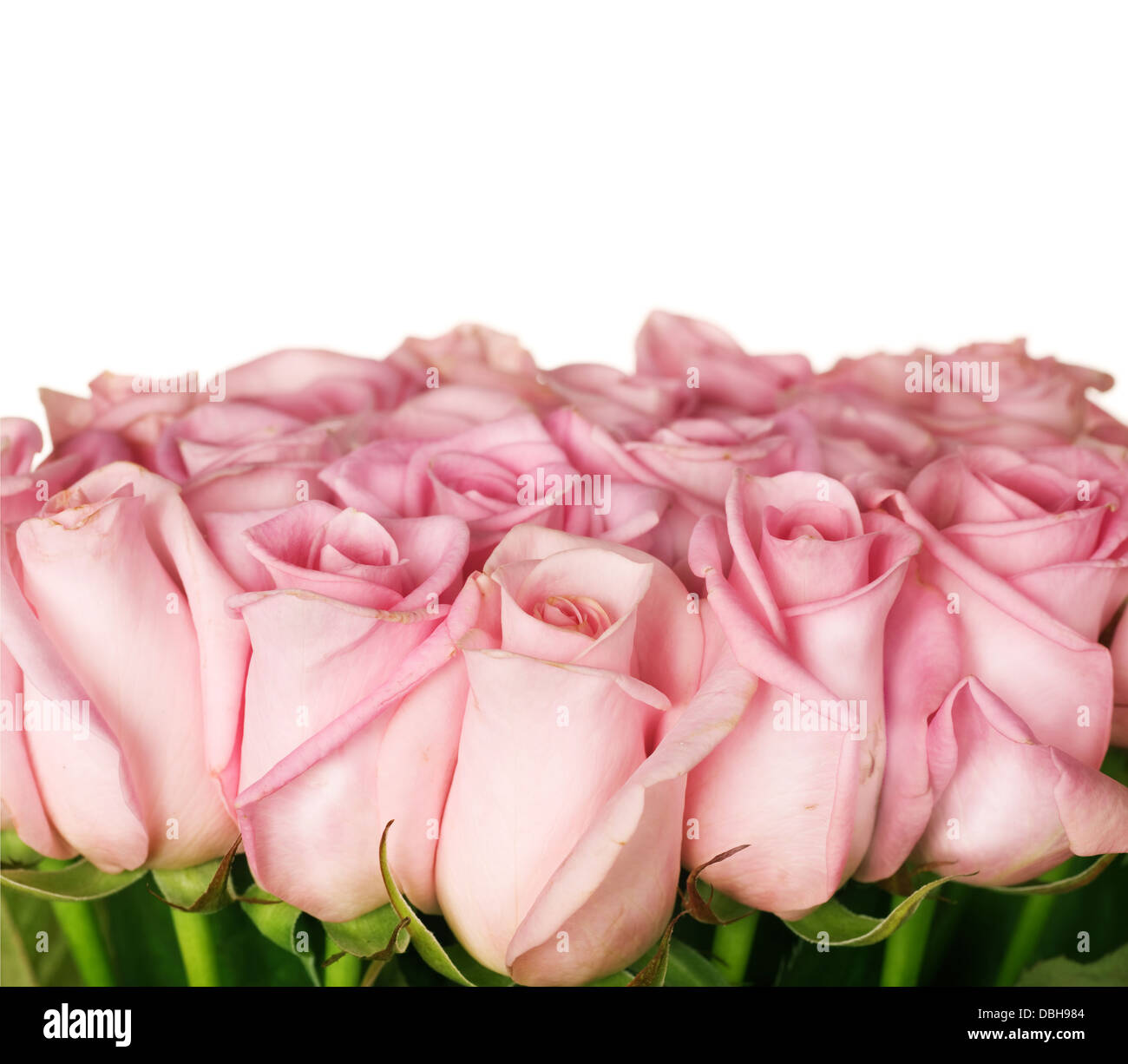 Pink Roses Border Stock Photo - Alamy