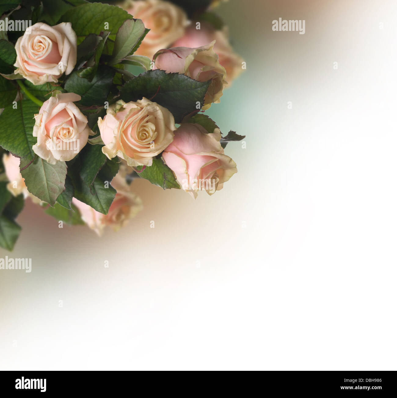 Sepia Roses Border. Vintage Styled Stock Photo - Alamy