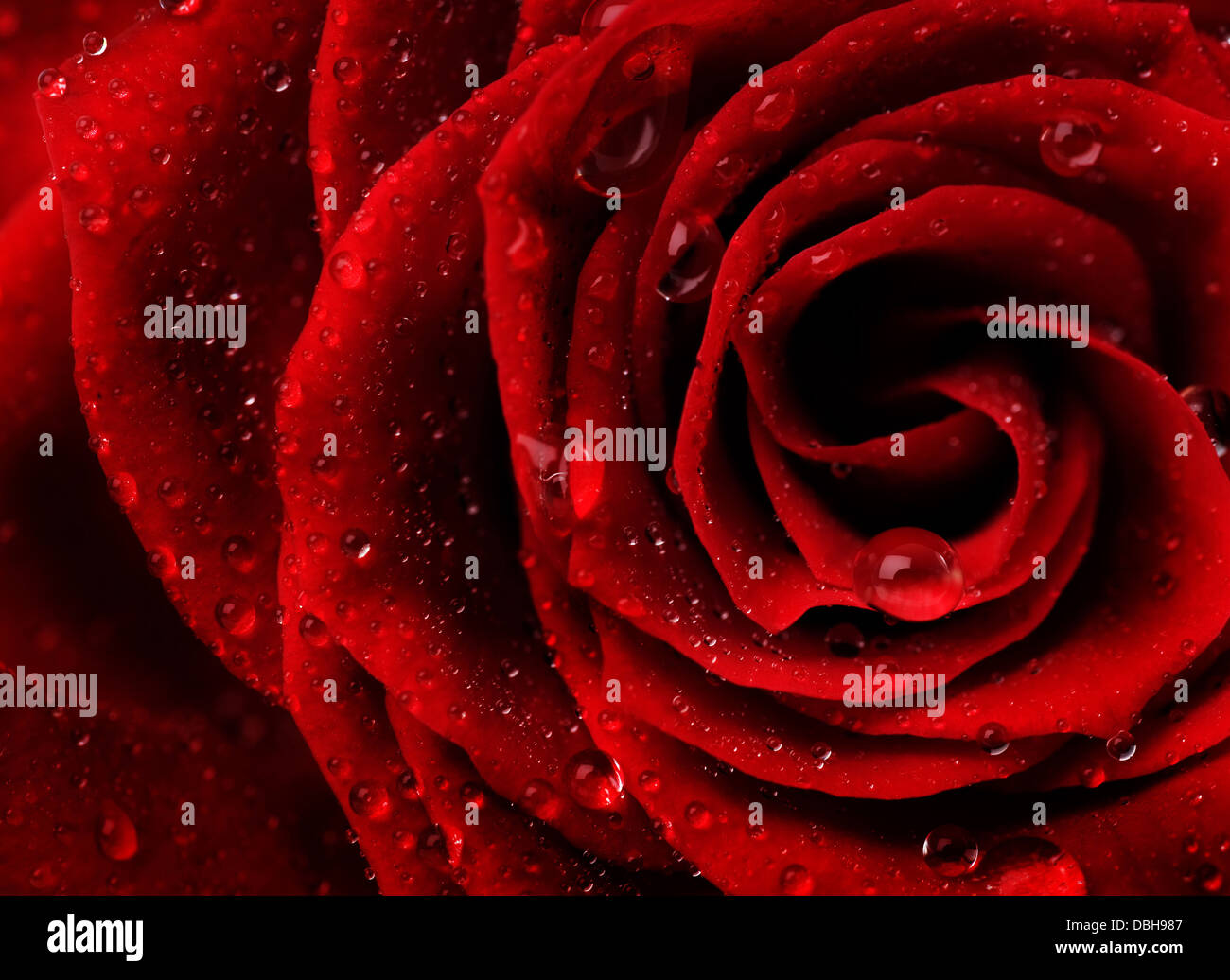 Red Rose Flower closeup Stock Photo - Alamy