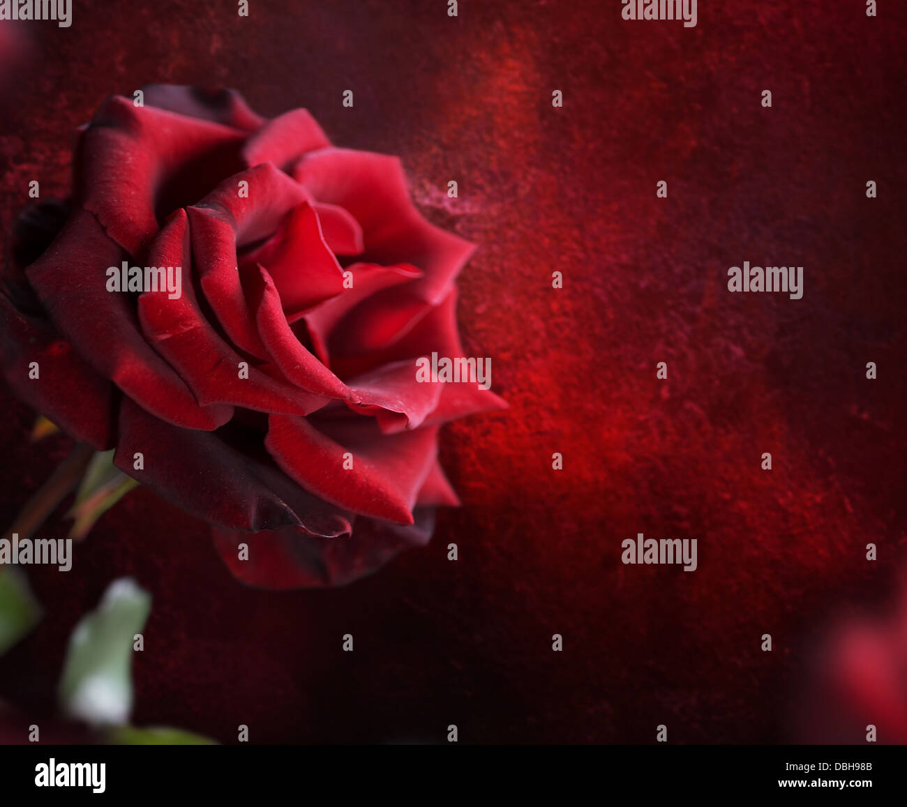 Red Roses design Stock Photo - Alamy