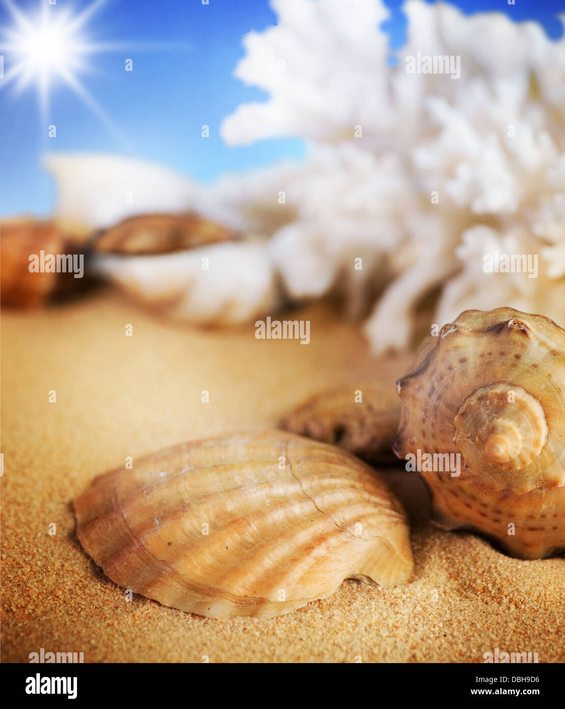 Shells natural forms hi-res stock photography and images - Alamy