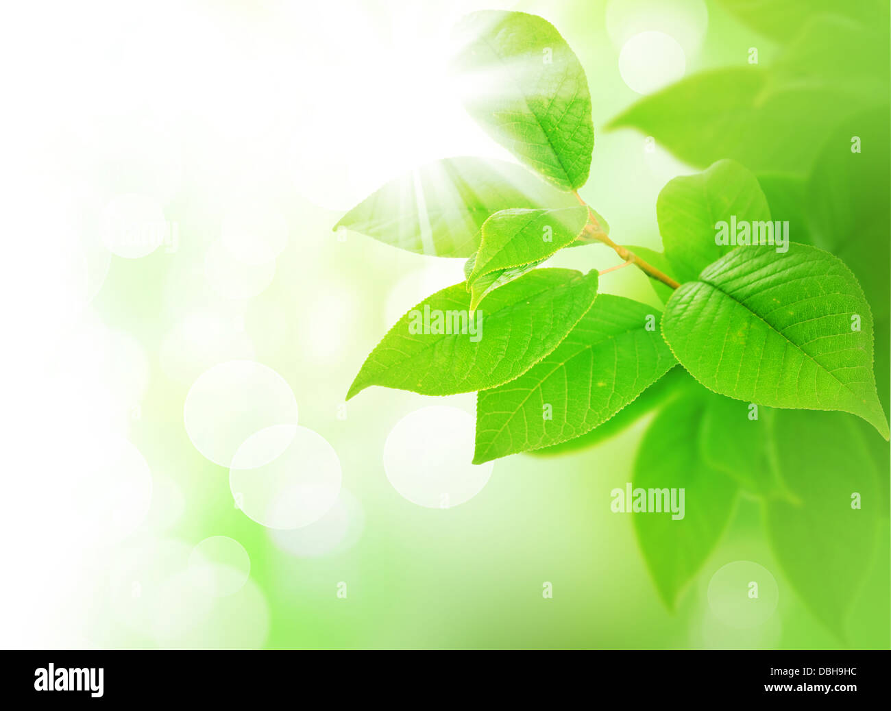 Spring Green Leaves Border Stock Photo - Alamy