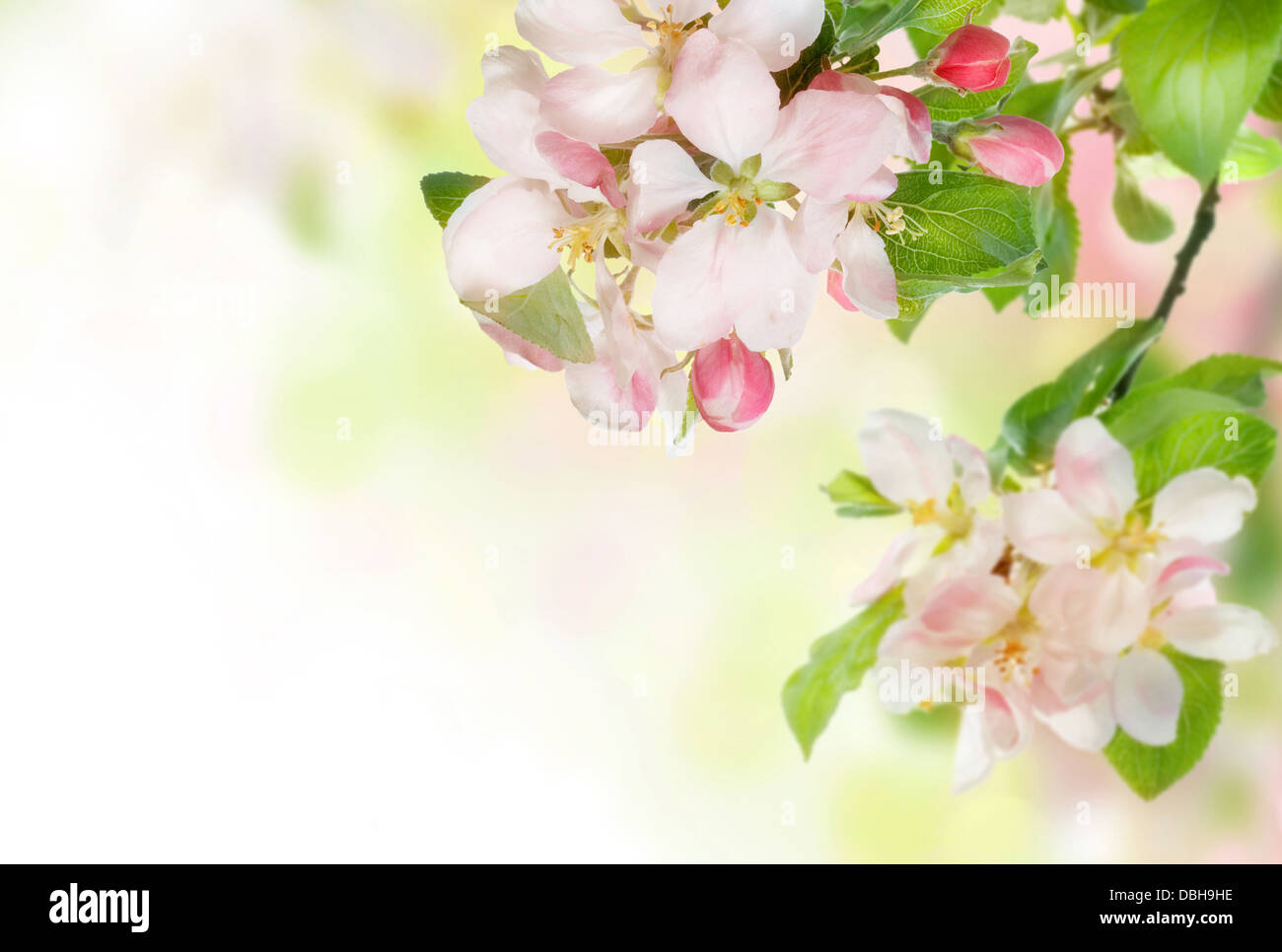 Spring blossom border hi-res stock photography and images - Alamy