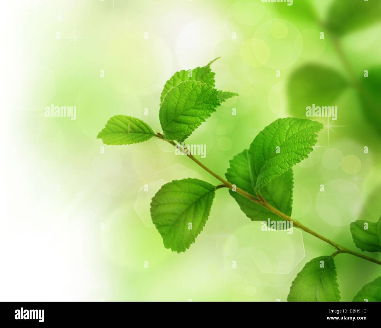 Spring Green Leaves Stock Photo - Alamy