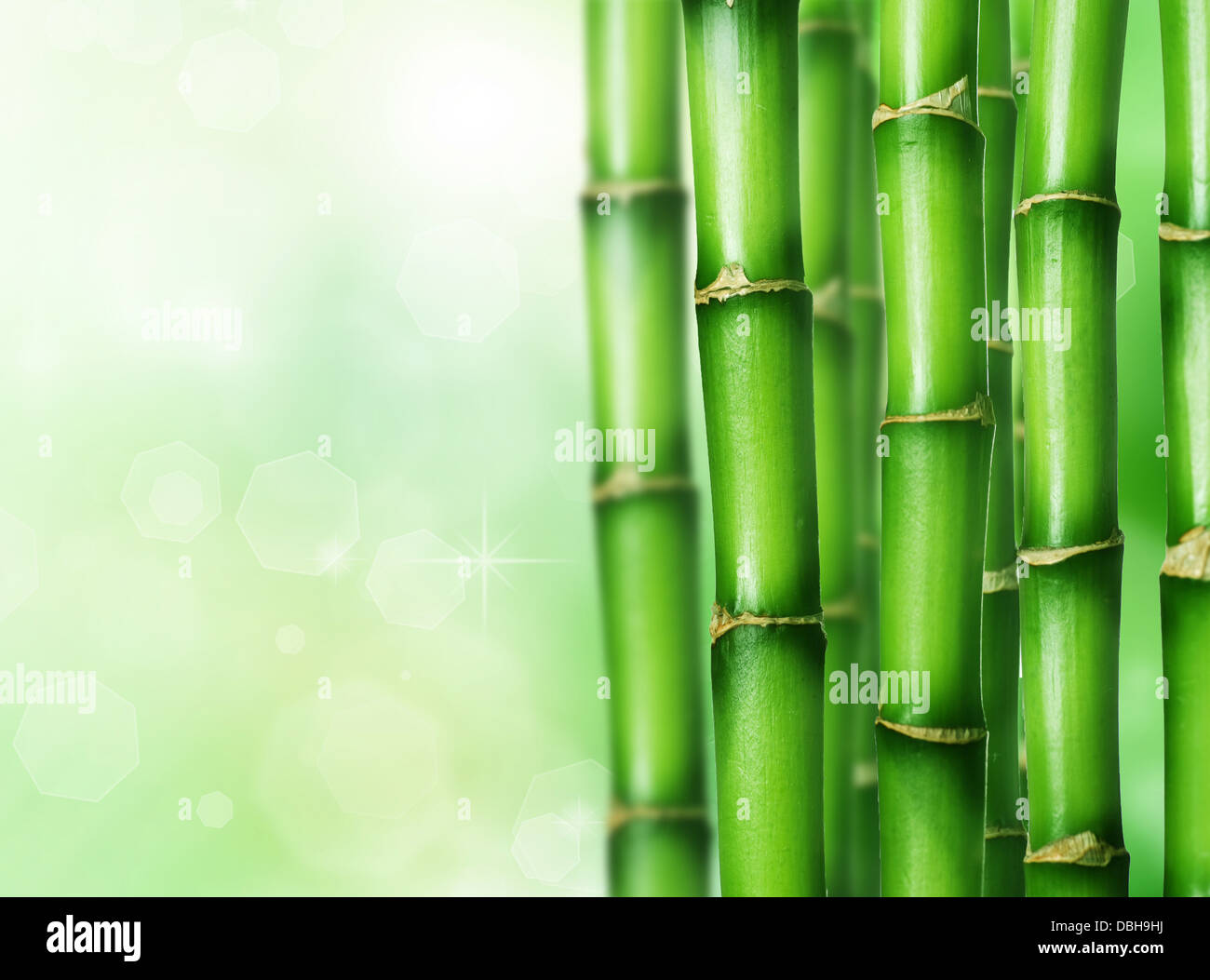 Art bamboo tree hi-res stock photography and images - Alamy