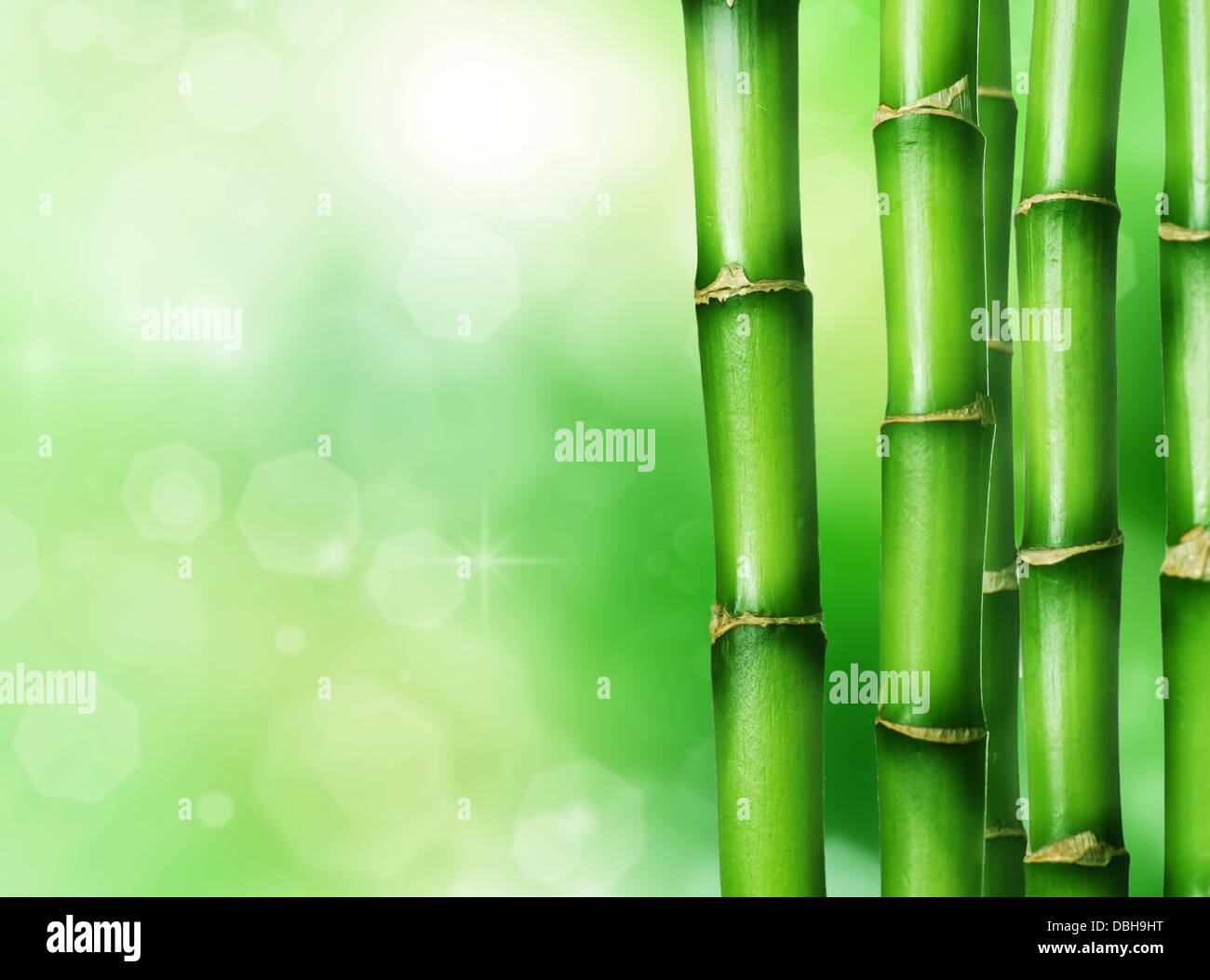 Art bamboo tree hi-res stock photography and images - Alamy