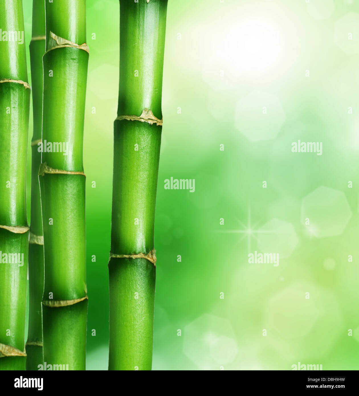 Art bamboo tree hi-res stock photography and images - Alamy