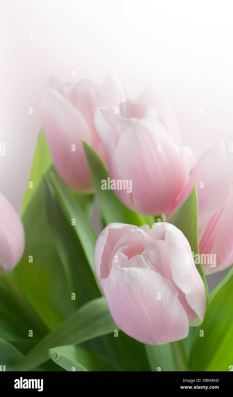 Beautiful Spring Tulips Stock Photo - Alamy