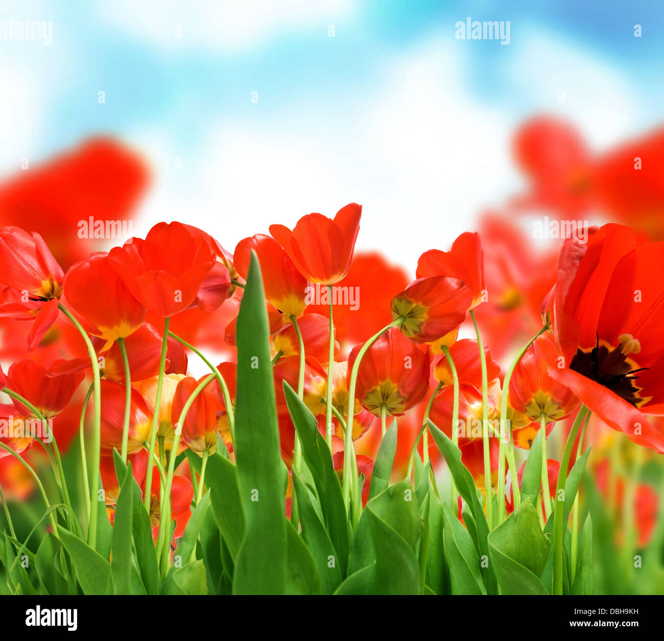 Field Of Tulips Stock Photo - Alamy