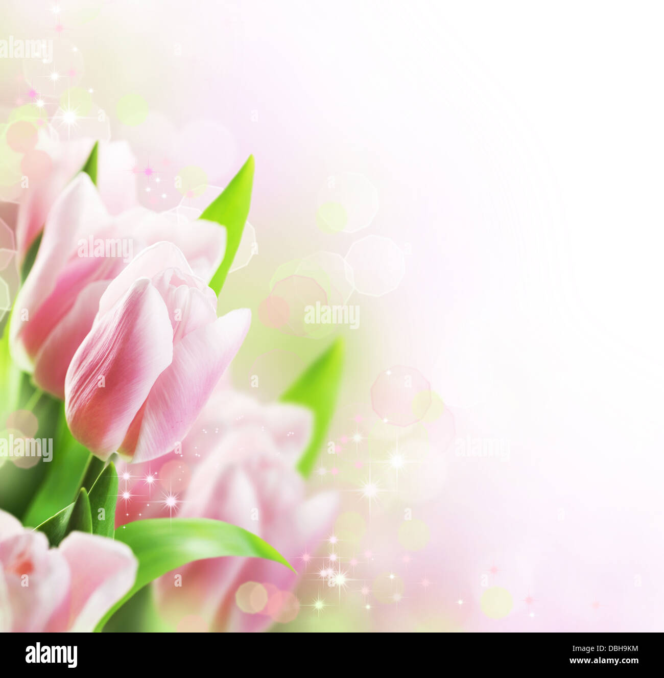 Tulips Spring Border Design Stock Photo - Alamy