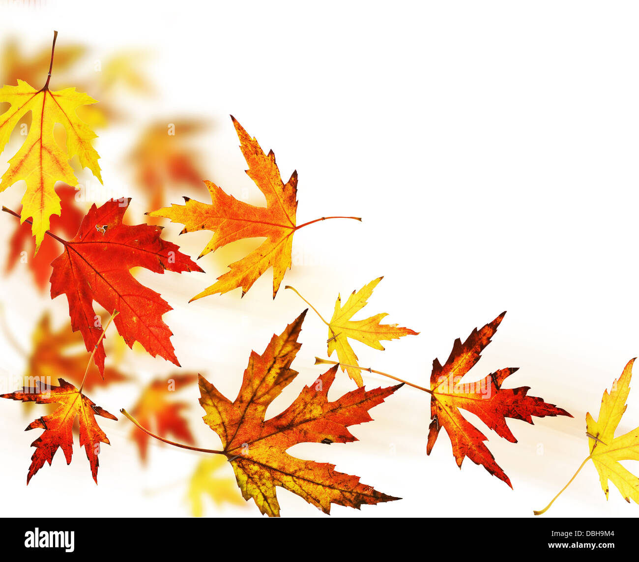 Autumn Leaves over white Stock Photo - Alamy