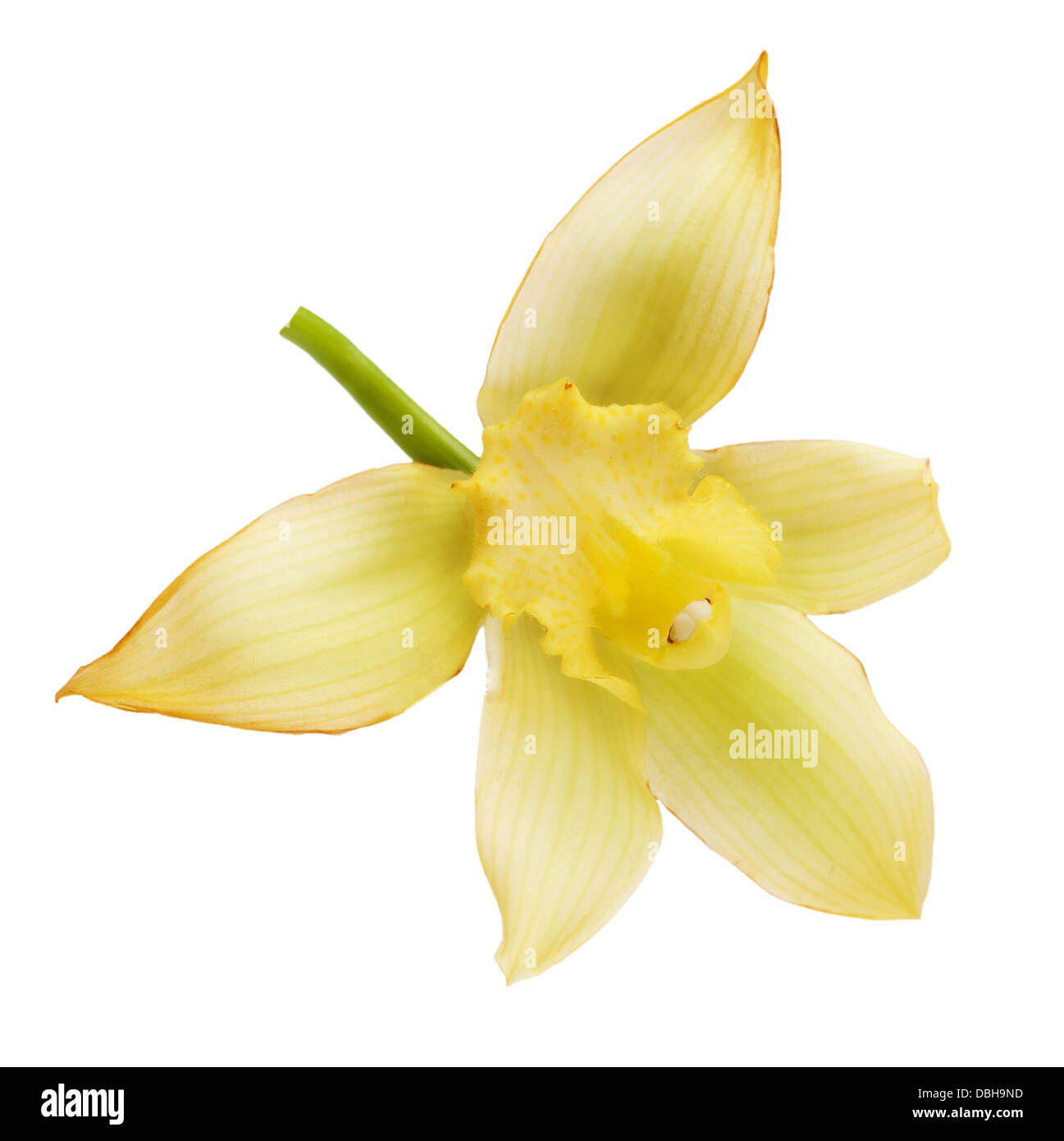 Single vanilla flower hi-res stock photography and images - Alamy