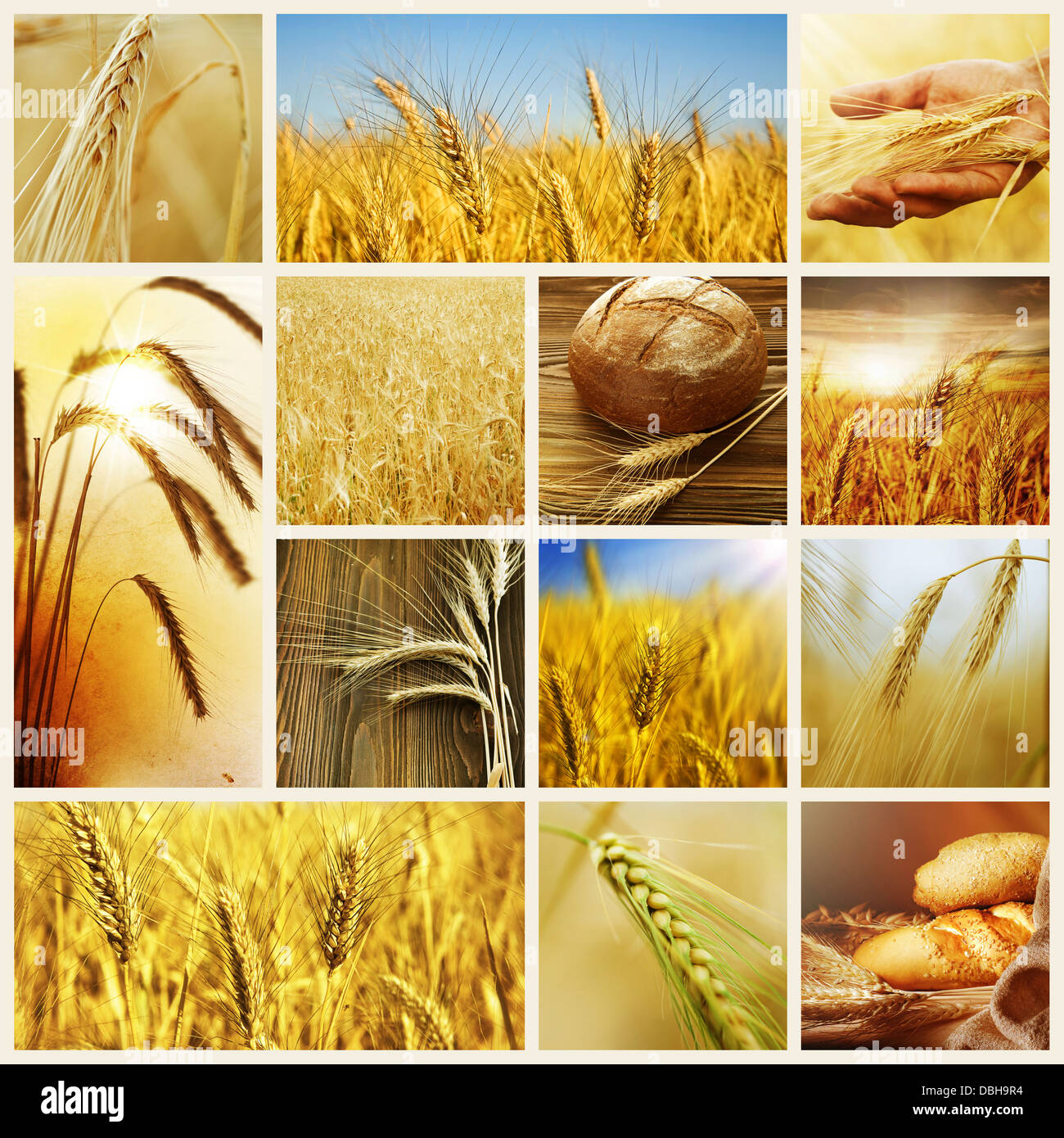 Wheat. Harvest Concepts. Cereal Collage Stock Photo - Alamy