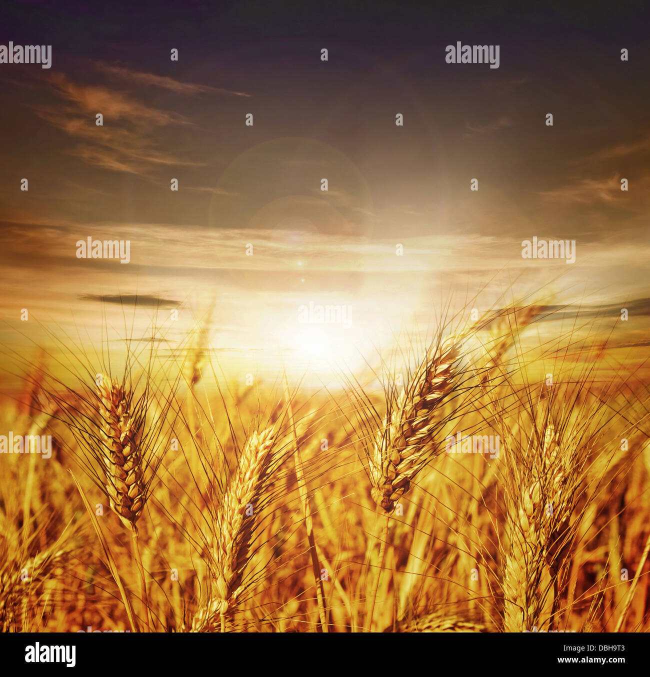 Beautiful Wheat. Sunset Stock Photo - Alamy