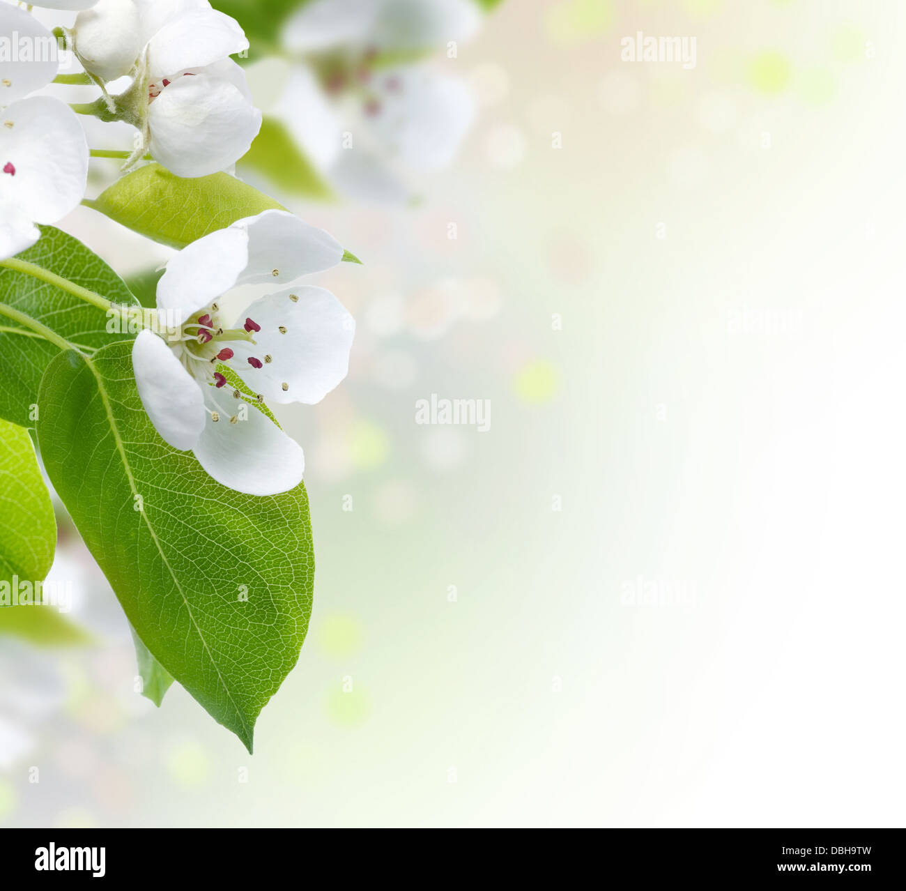 Spring Blossom Border Stock Photo - Alamy