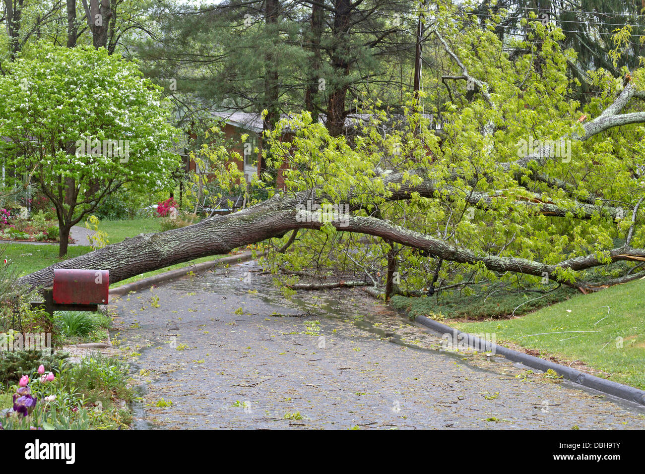 A large oak tree fallen across a neighborhood street after a summer ...