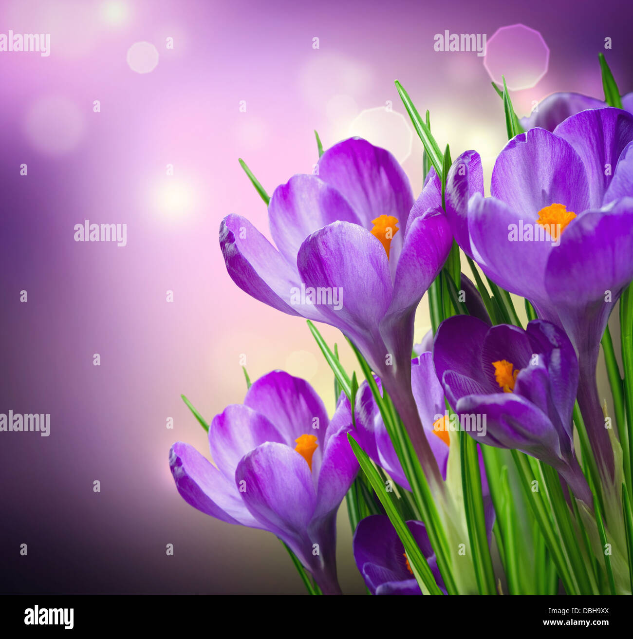 Crocus Spring Flowers Stock Photo - Alamy