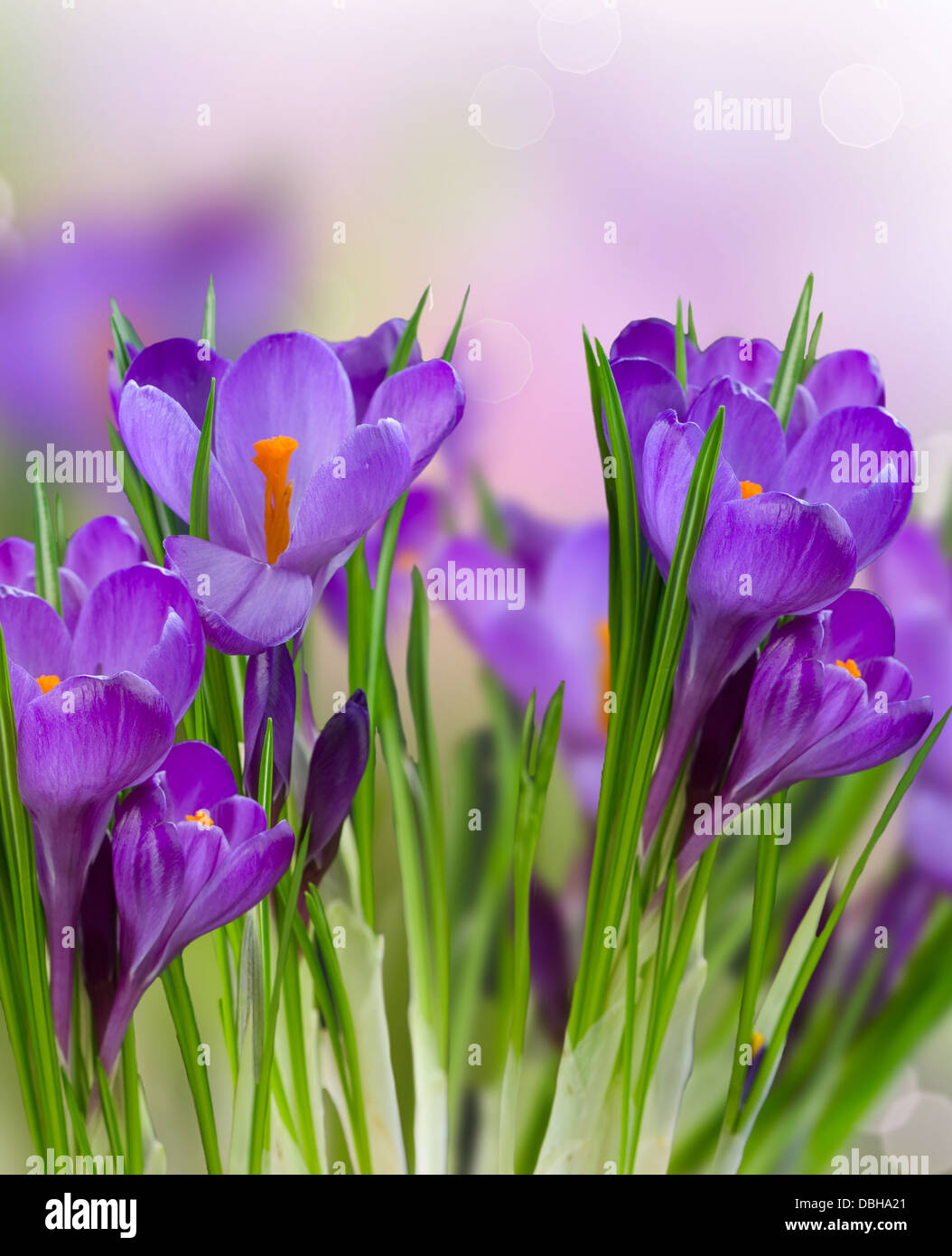 Crocus Spring Flowers Stock Photo - Alamy