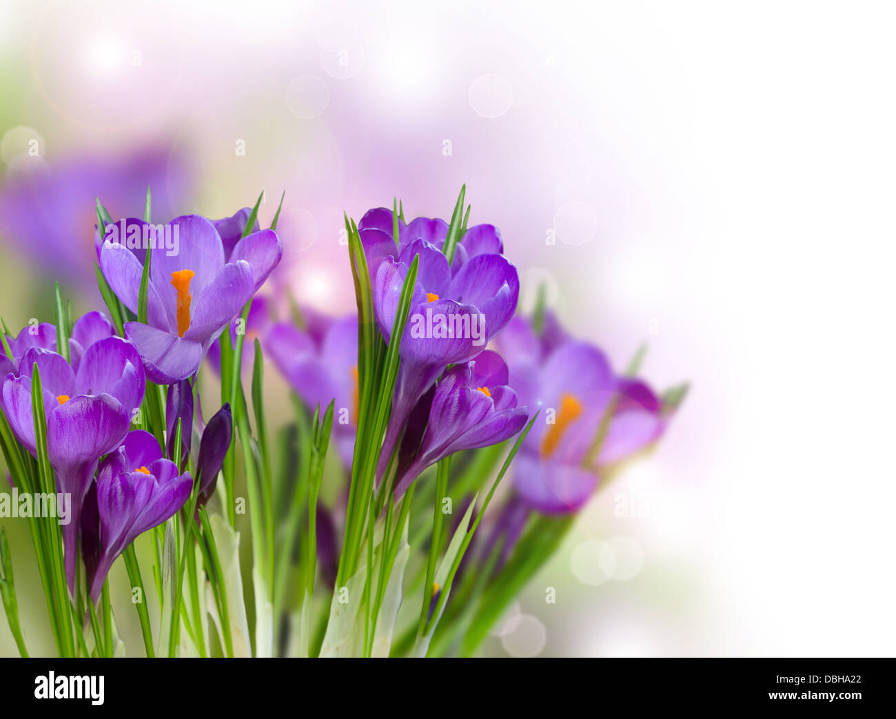 Crocus Spring Flowers Stock Photo - Alamy