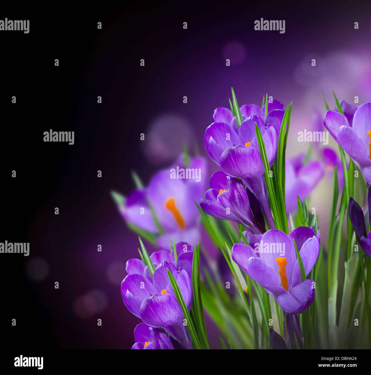 Watercolor black flowers leaves hi-res stock photography and images - Alamy