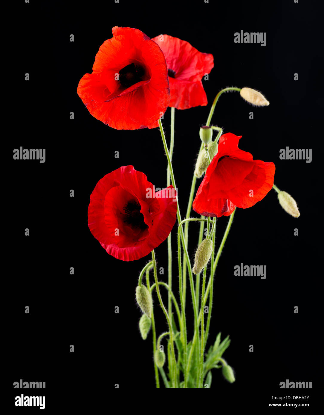 Black opium poppy hi-res stock photography and images - Alamy