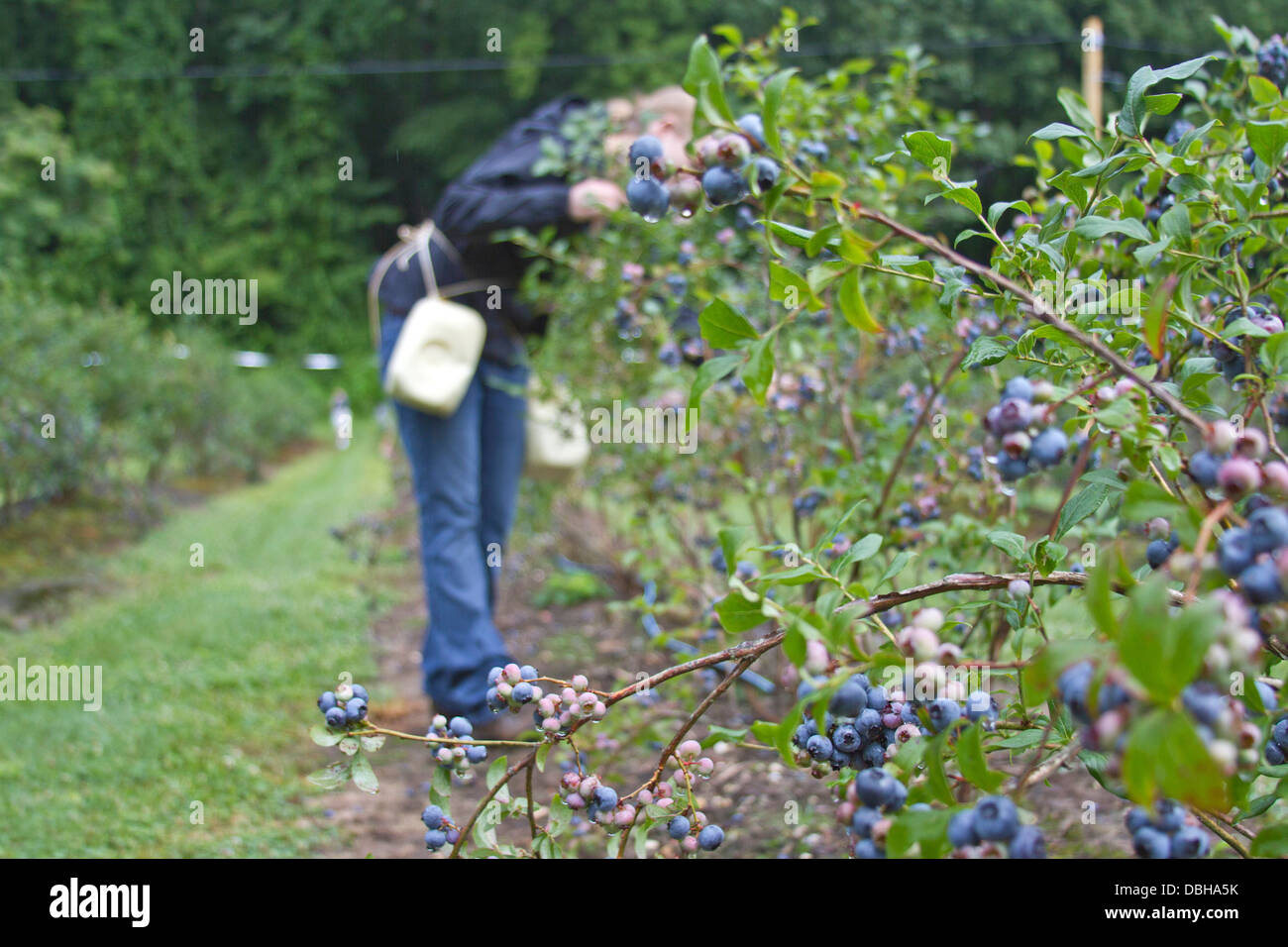 Blueberry girl hi-res stock photography and images - Alamy