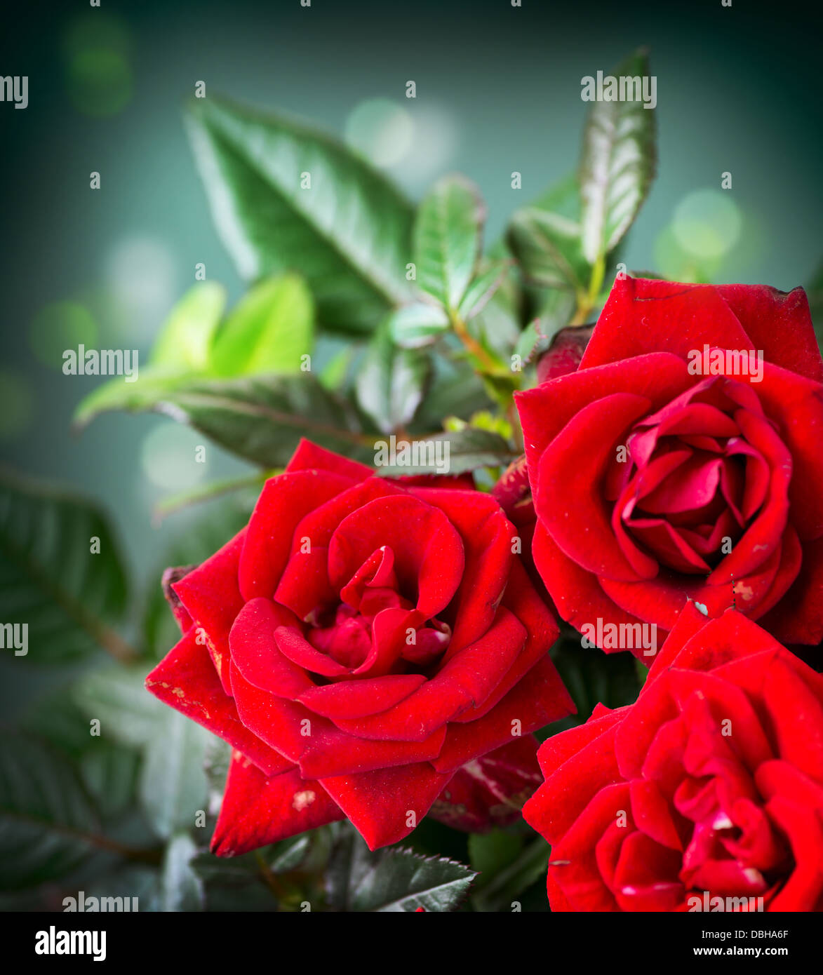 Red rose flower pot hi-res stock photography and images - Alamy