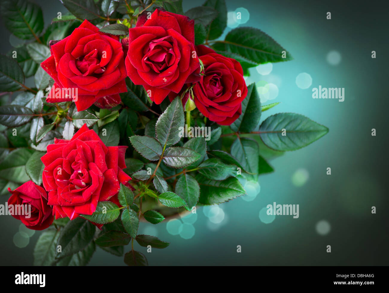 Roses Flowers. Rose Stock Photo - Alamy