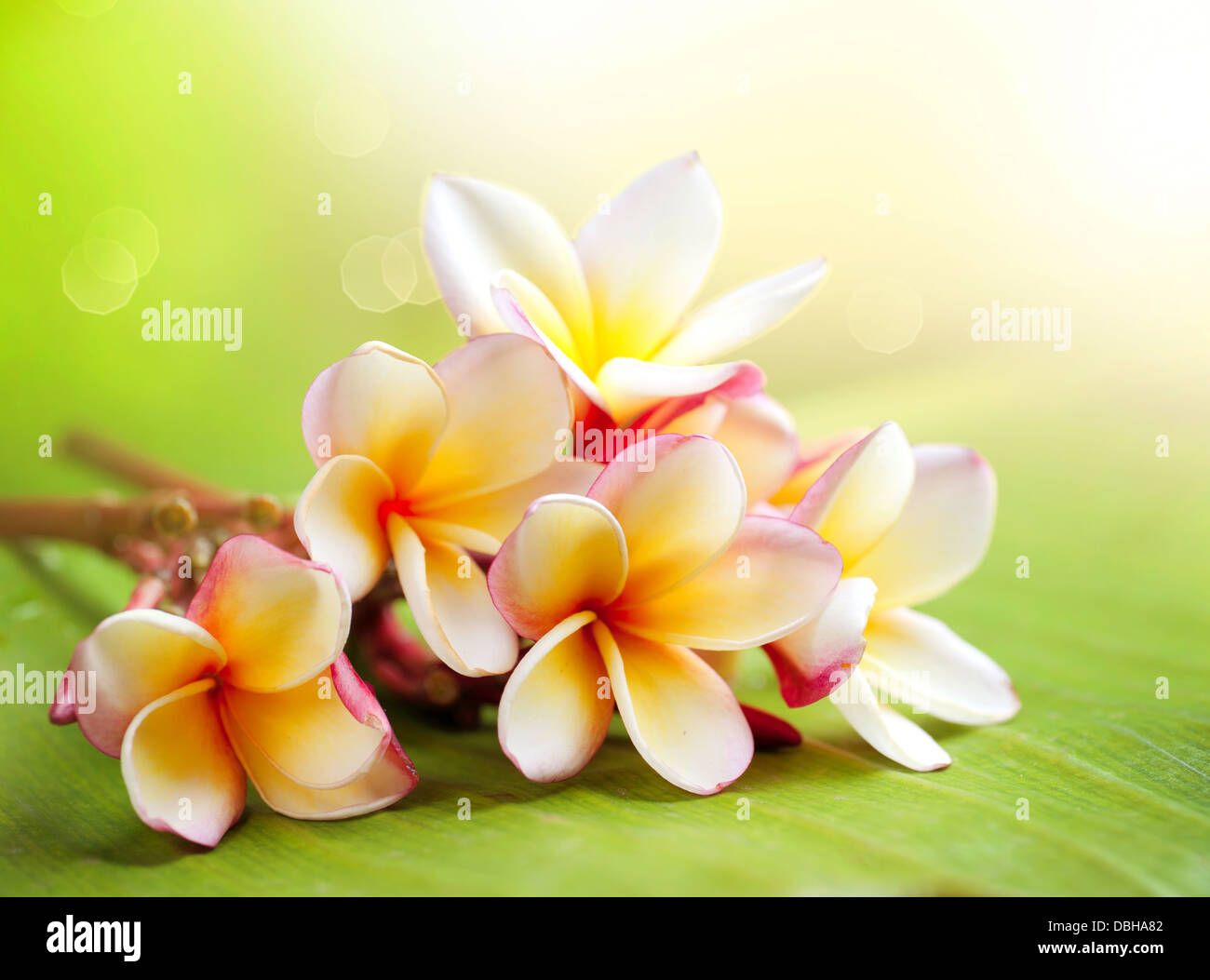 Frangipani plumeria spa concept hi-res stock photography and images - Alamy