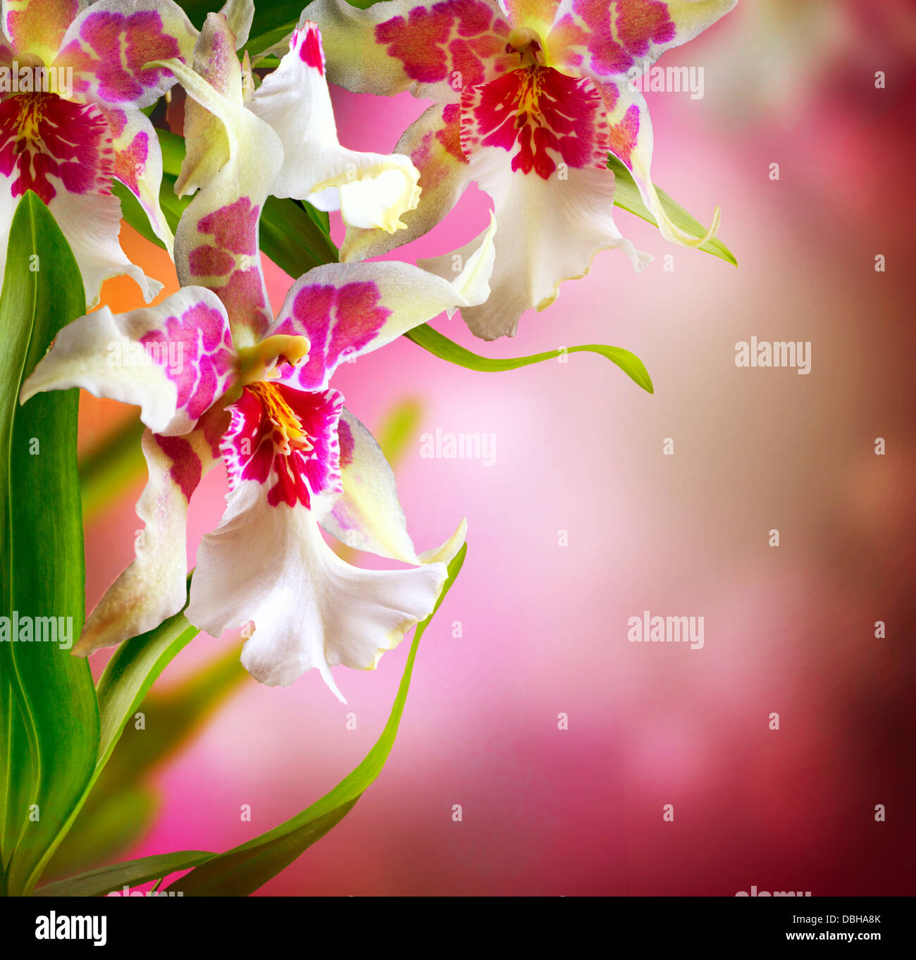Orchid Flowers Design Stock Photo - Alamy