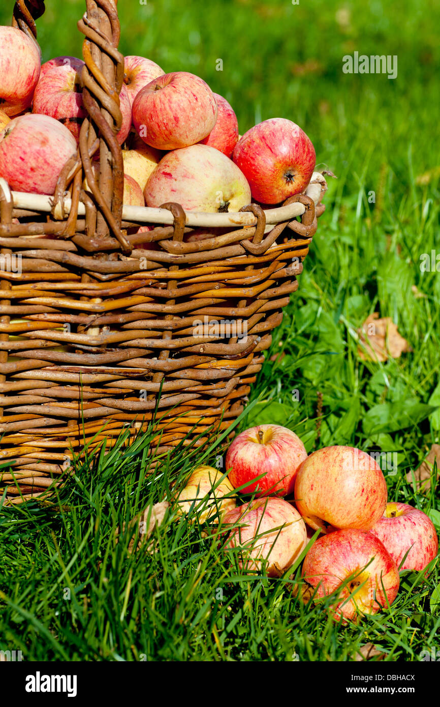 Apples in a basket Stock Photo - Alamy