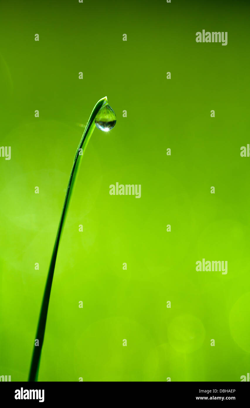 Drop on a blade of grass Stock Photo - Alamy