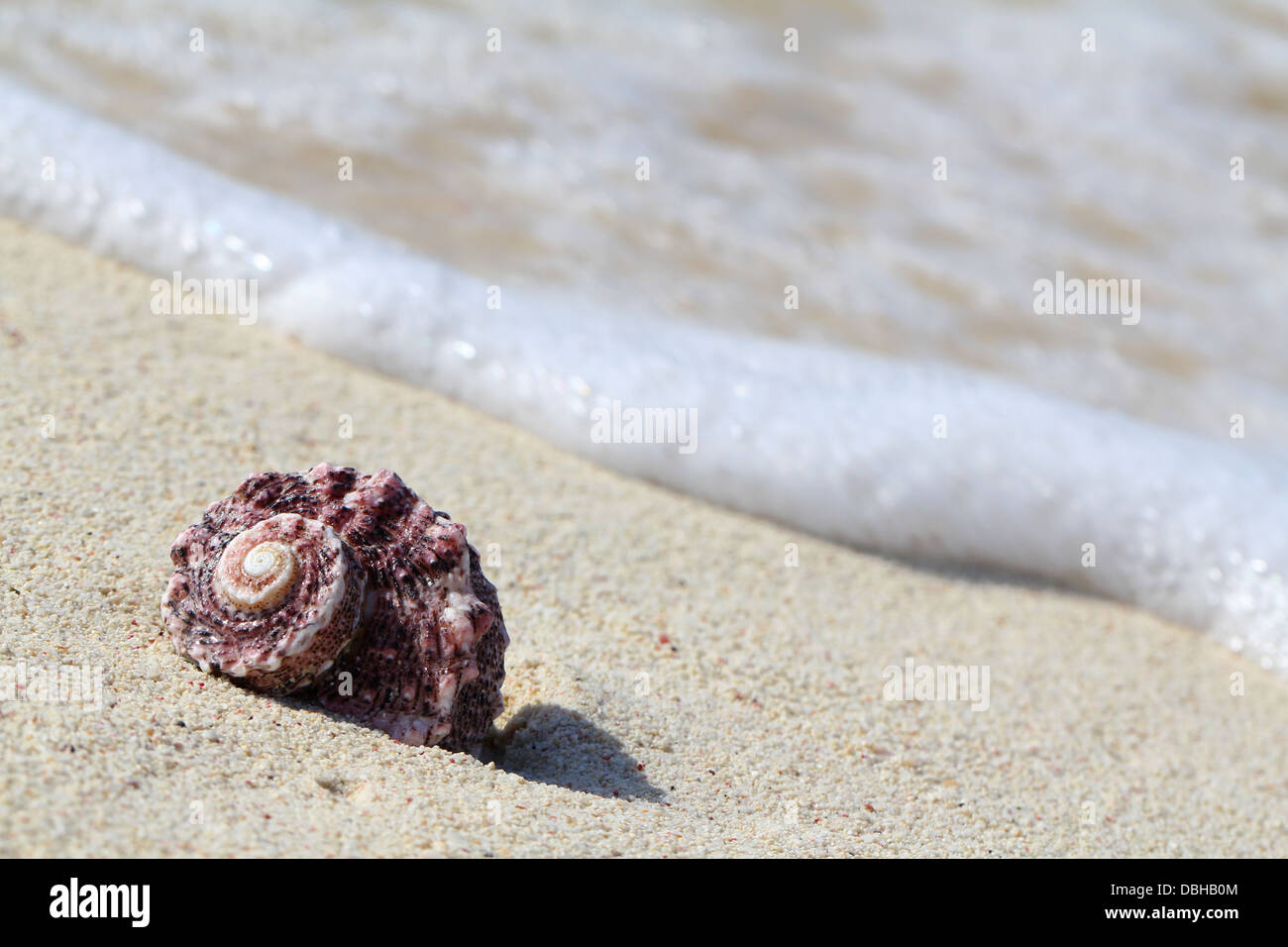 Sea shell on the beach sand Stock Photo - Alamy