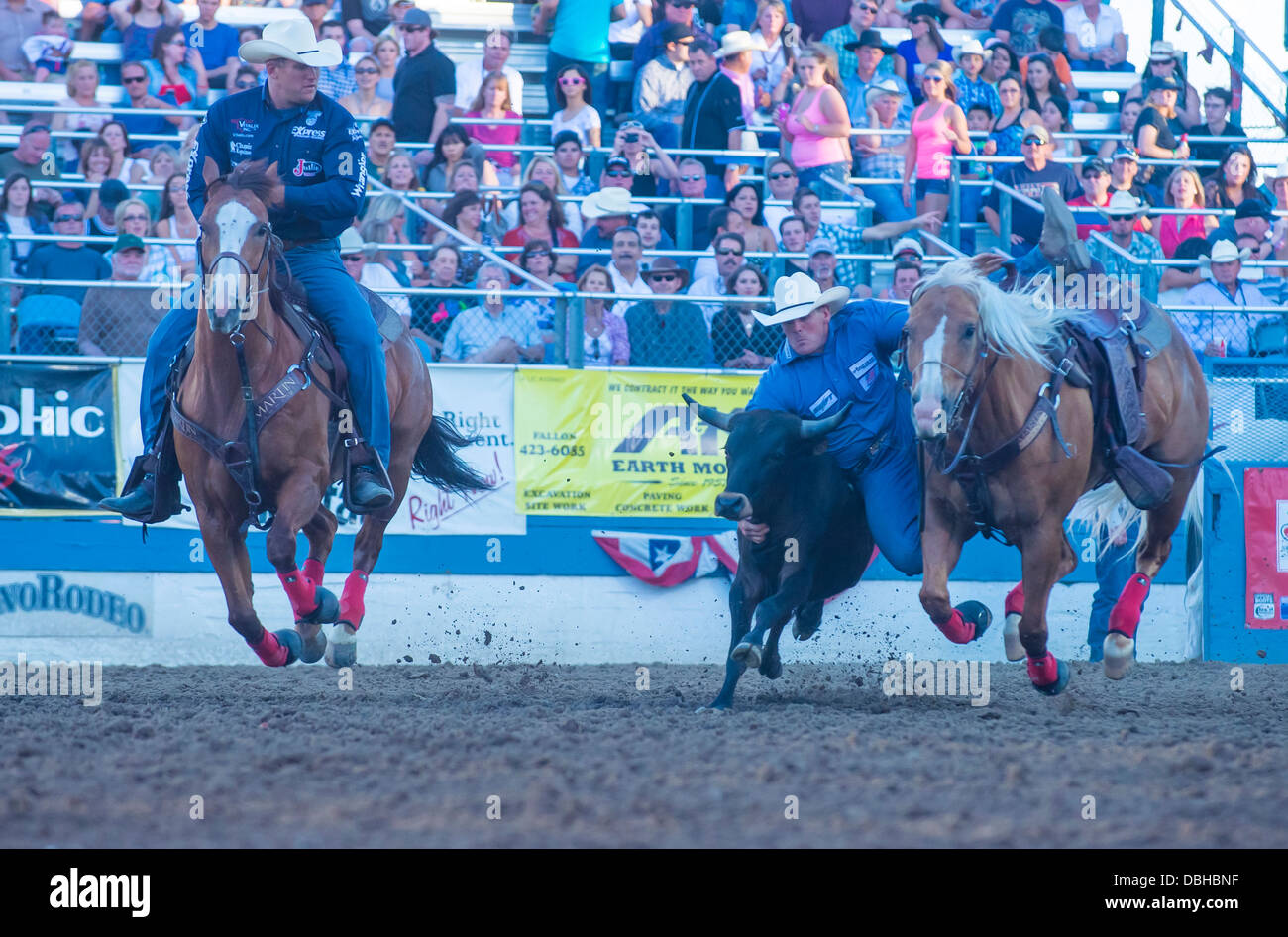 Cowboy Participant in a Calf roping Competition at the Reno Rodeo ...