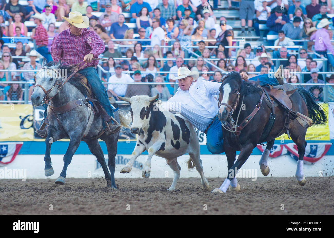Cowboy Participant in a Calf roping Competition at the Reno Rodeo ...