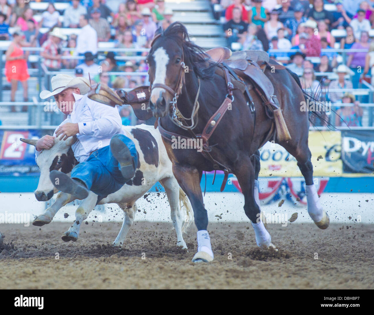 Cowboy Participant in a Calf roping Competition at the Reno Rodeo ...