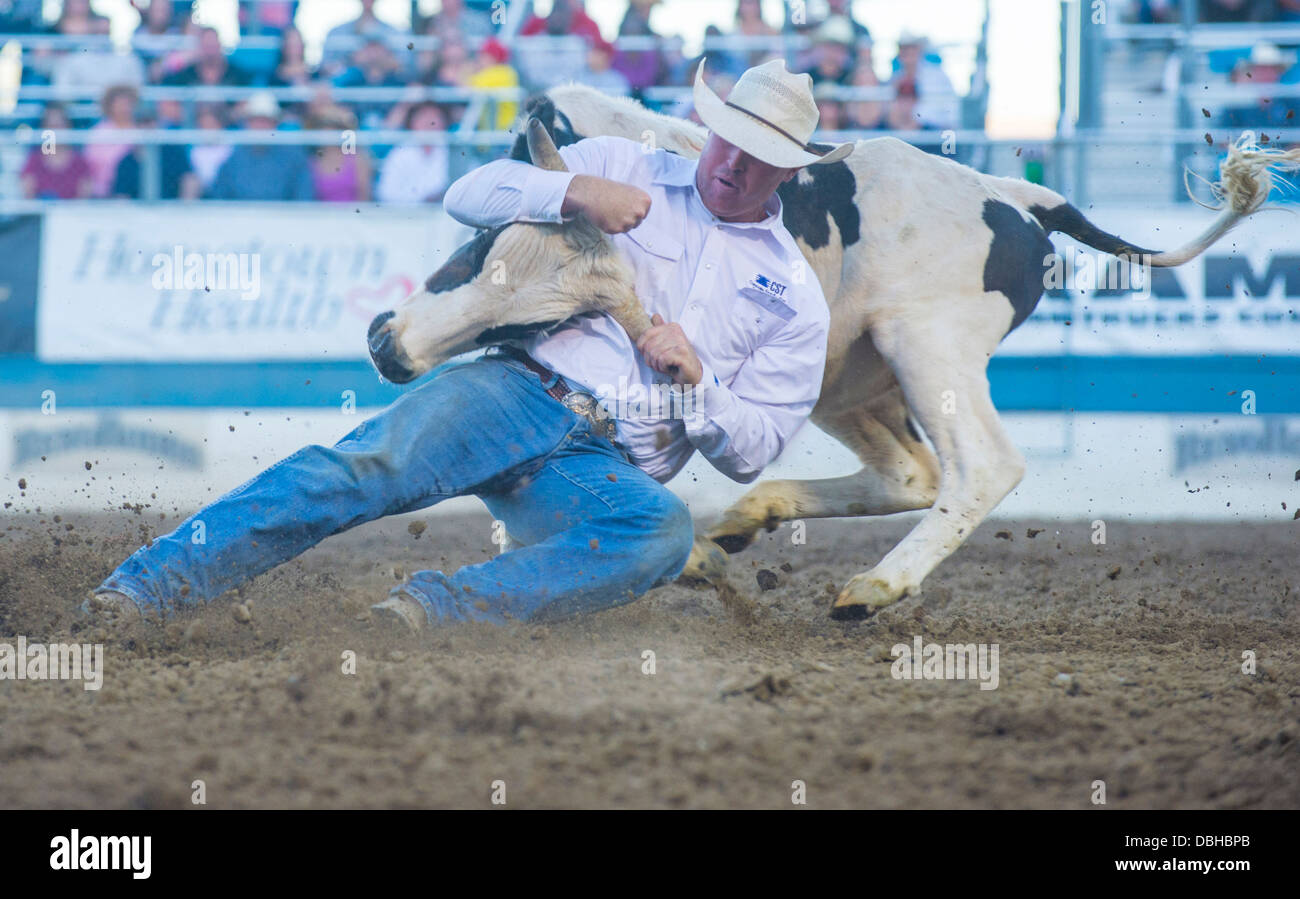 Cowboy Participant in a Calf roping Competition at the Reno Rodeo ...