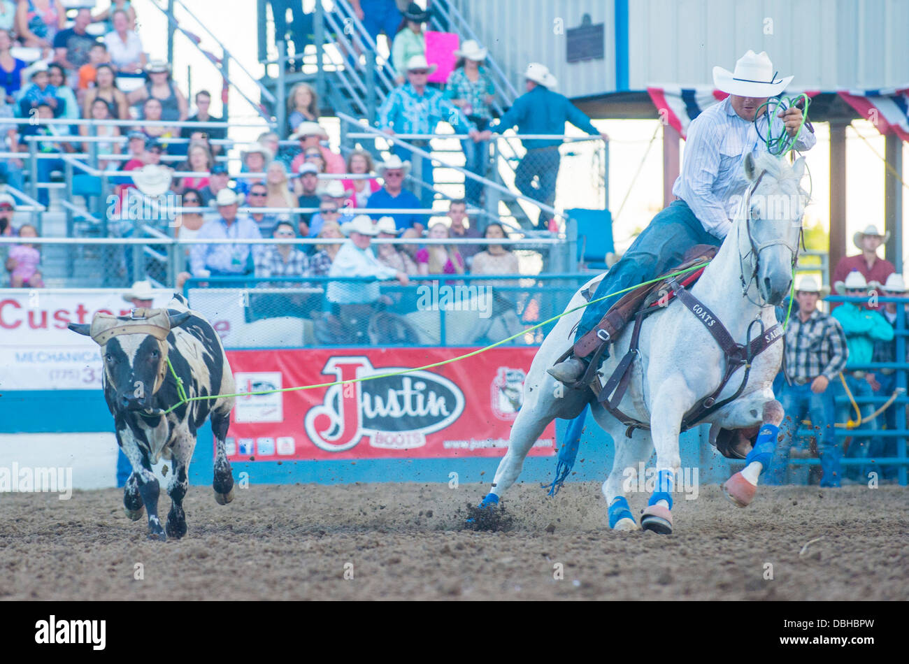 Cowboy Participant in a Calf roping Competition at the Reno Rodeo ...