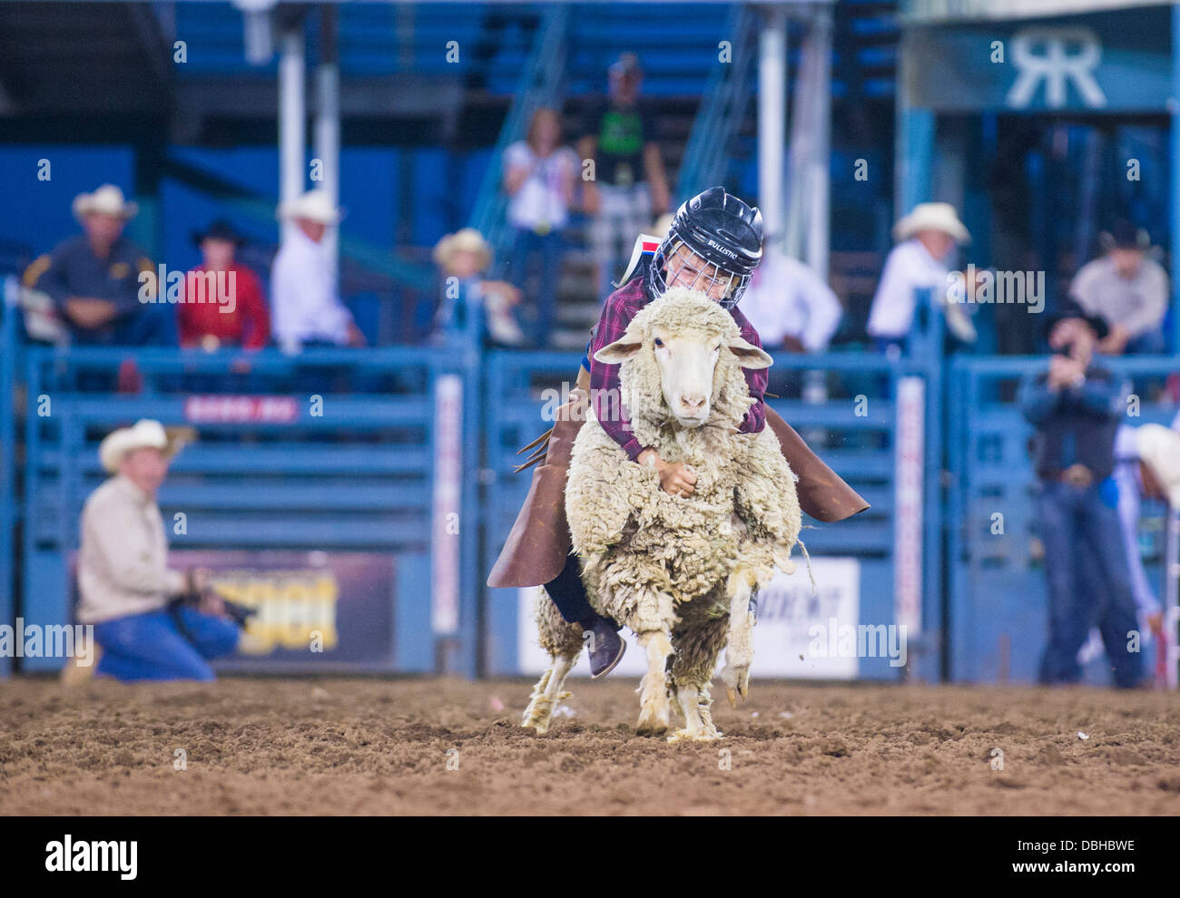A boy riding on a sheep during a Mutton Busting contest at the Reno ...