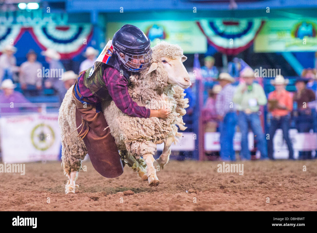 A boy riding on a sheep during a Mutton Busting contest at the Reno ...