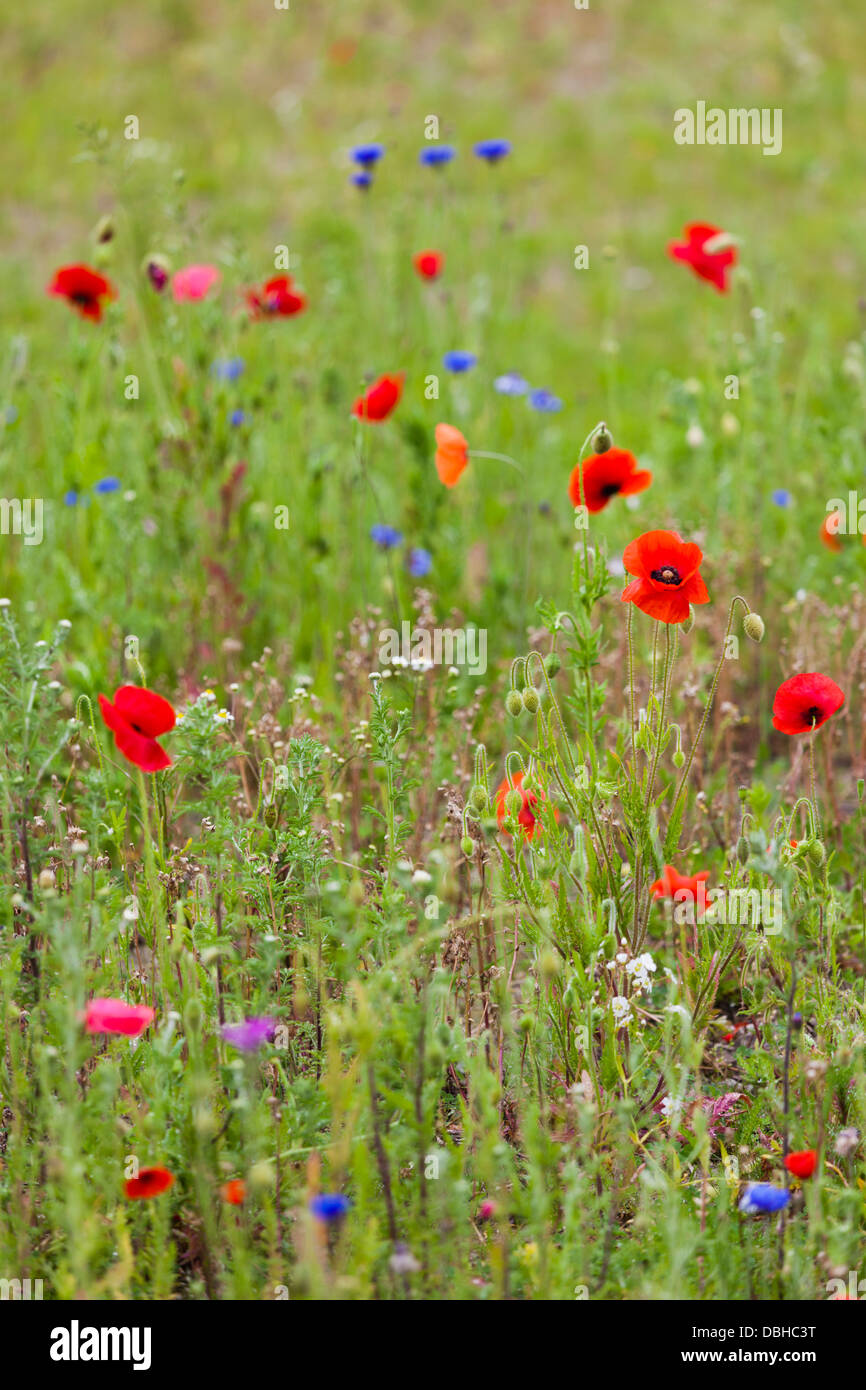 France, Nord, French Flanders, Dunkerque, poppies Stock Photo - Alamy